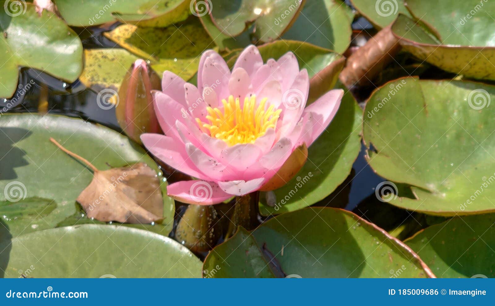 Water Lilly in full bloom stock photo. Image of flower - 185009686