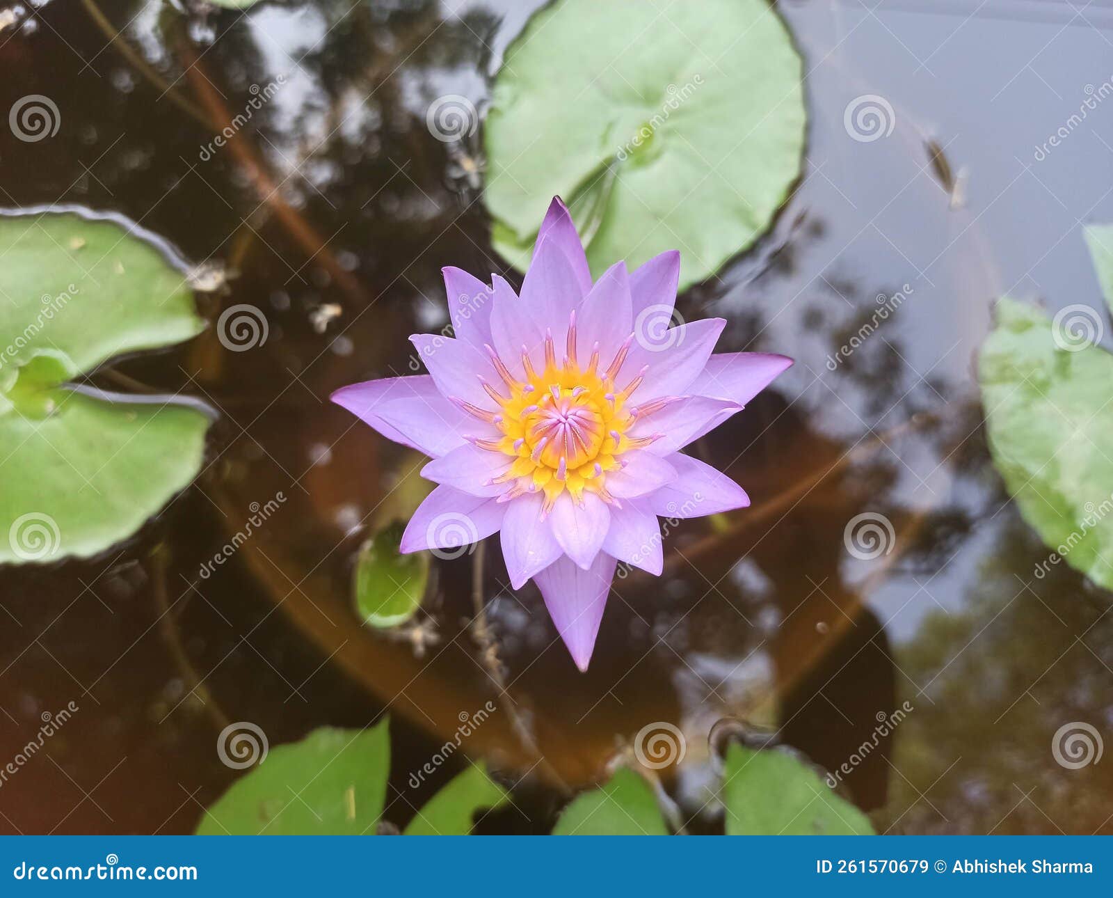 Water Lilly Pink Color stock image. Image of leaf, nature - 261570679