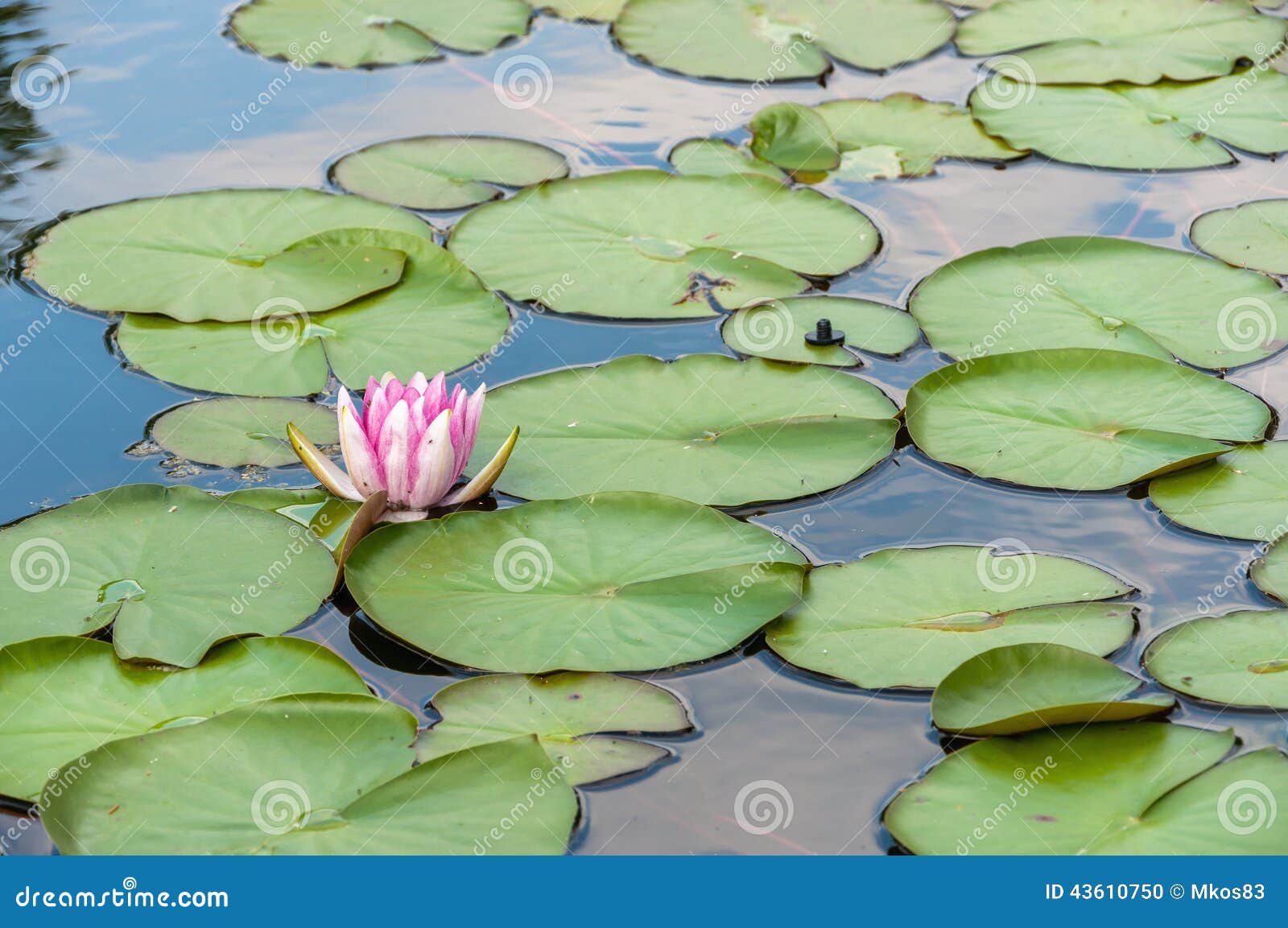 Water lilly in a pond stock photo. Image of petals, leaf - 43610750