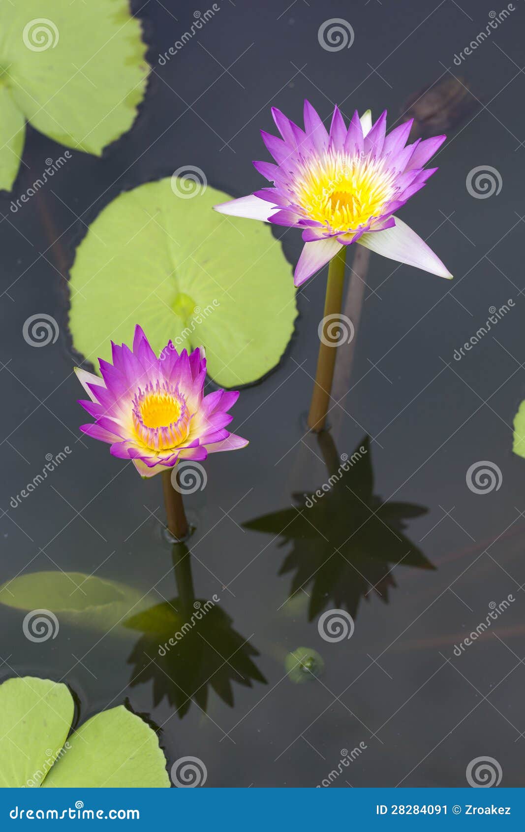 Water lilly in the pool stock image. Image of flora, float - 28284091