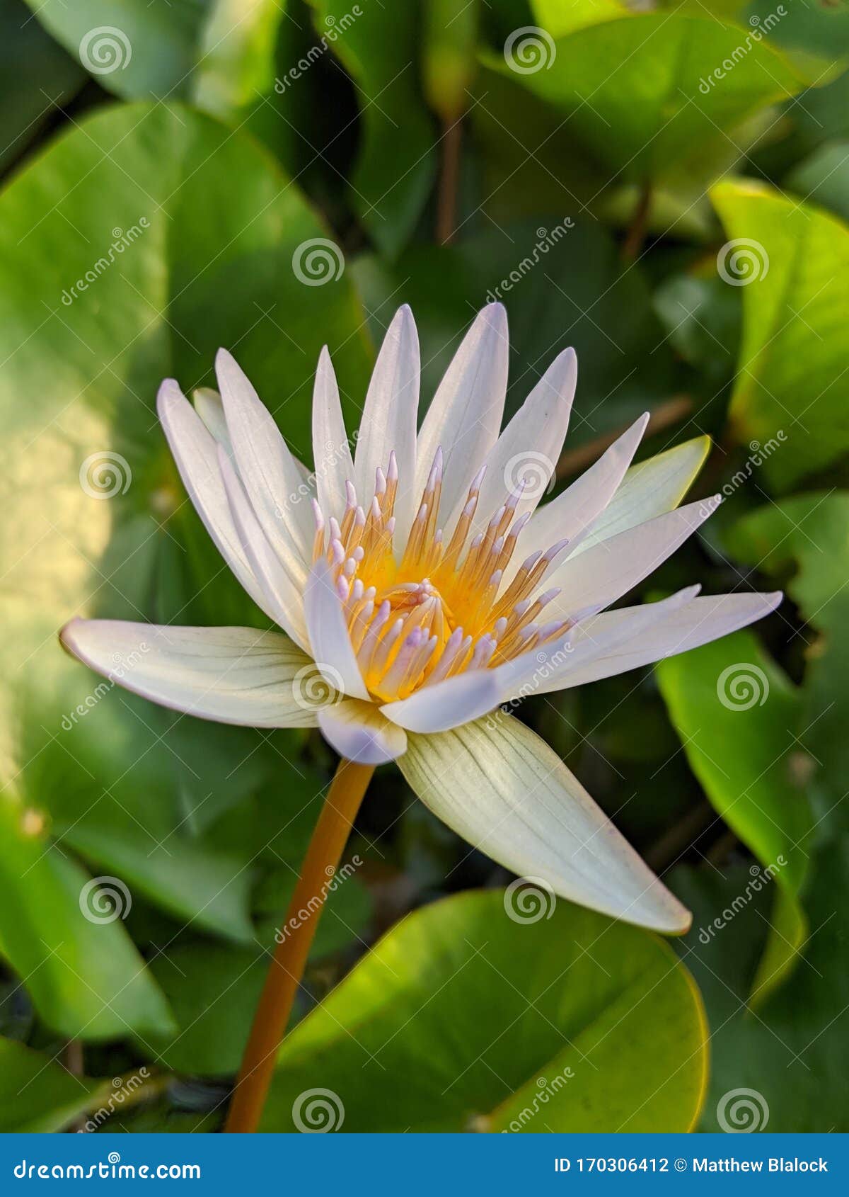 Water Lilly in the sun stock photo. Image of lilly, flower - 170306412