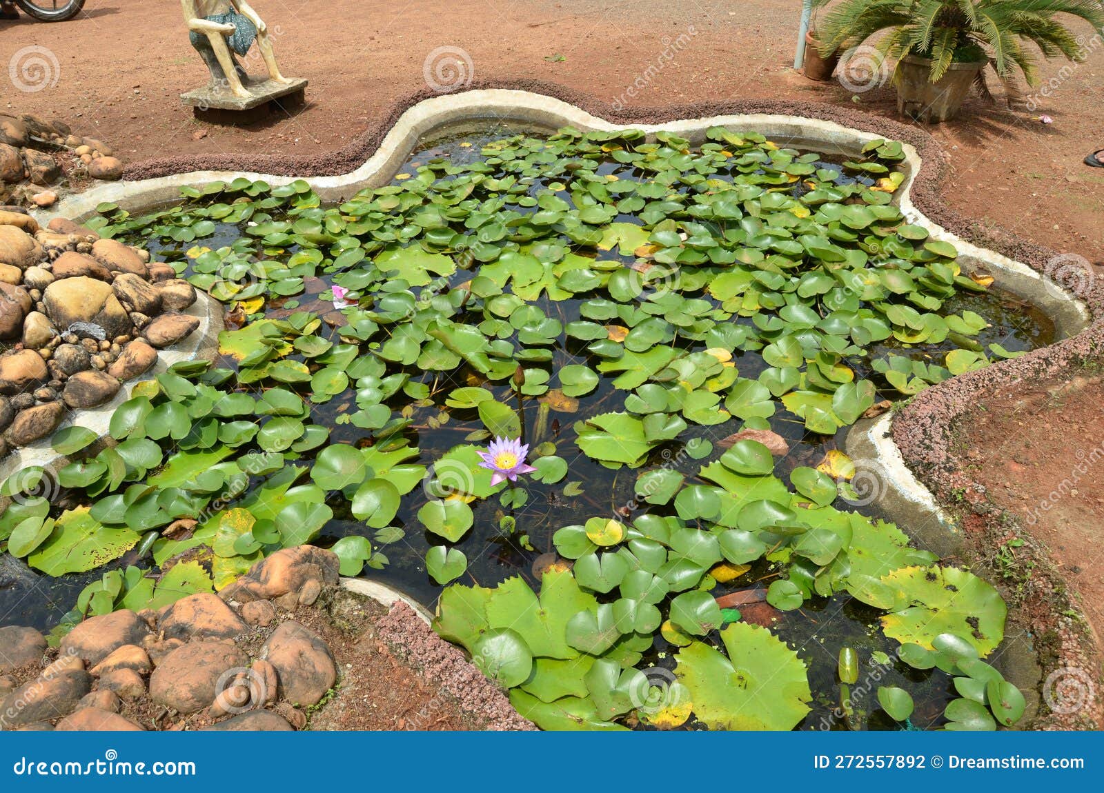 Water lilly stock photo. Image of float, beauty, leaf - 272557892
