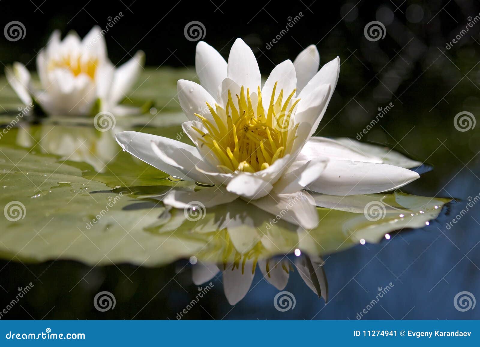 The water lily stock image. Image of aquatic, lilly, ecosystem - 11274941