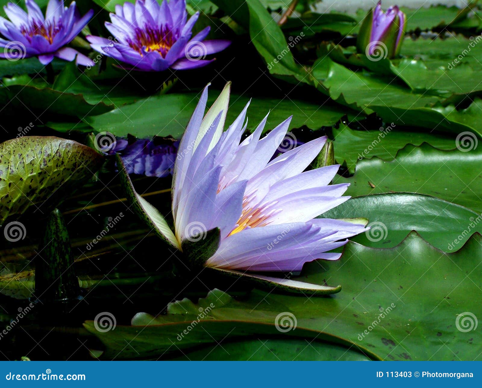 Water Lily stock image. Image of green, romantic, water - 113403