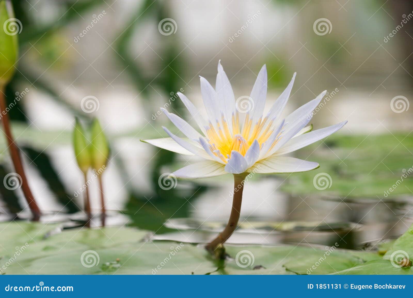 Water lily stock image. Image of meditation, bright, aquatic - 1851131