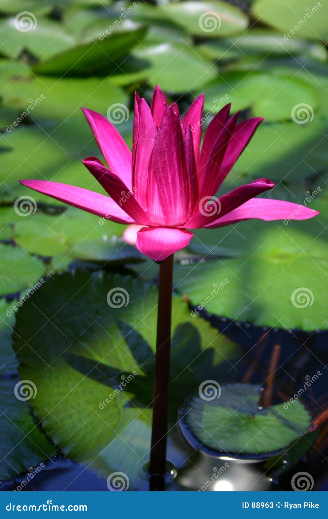 Water Lily stock image. Image of stunning, garden, lily - 88963