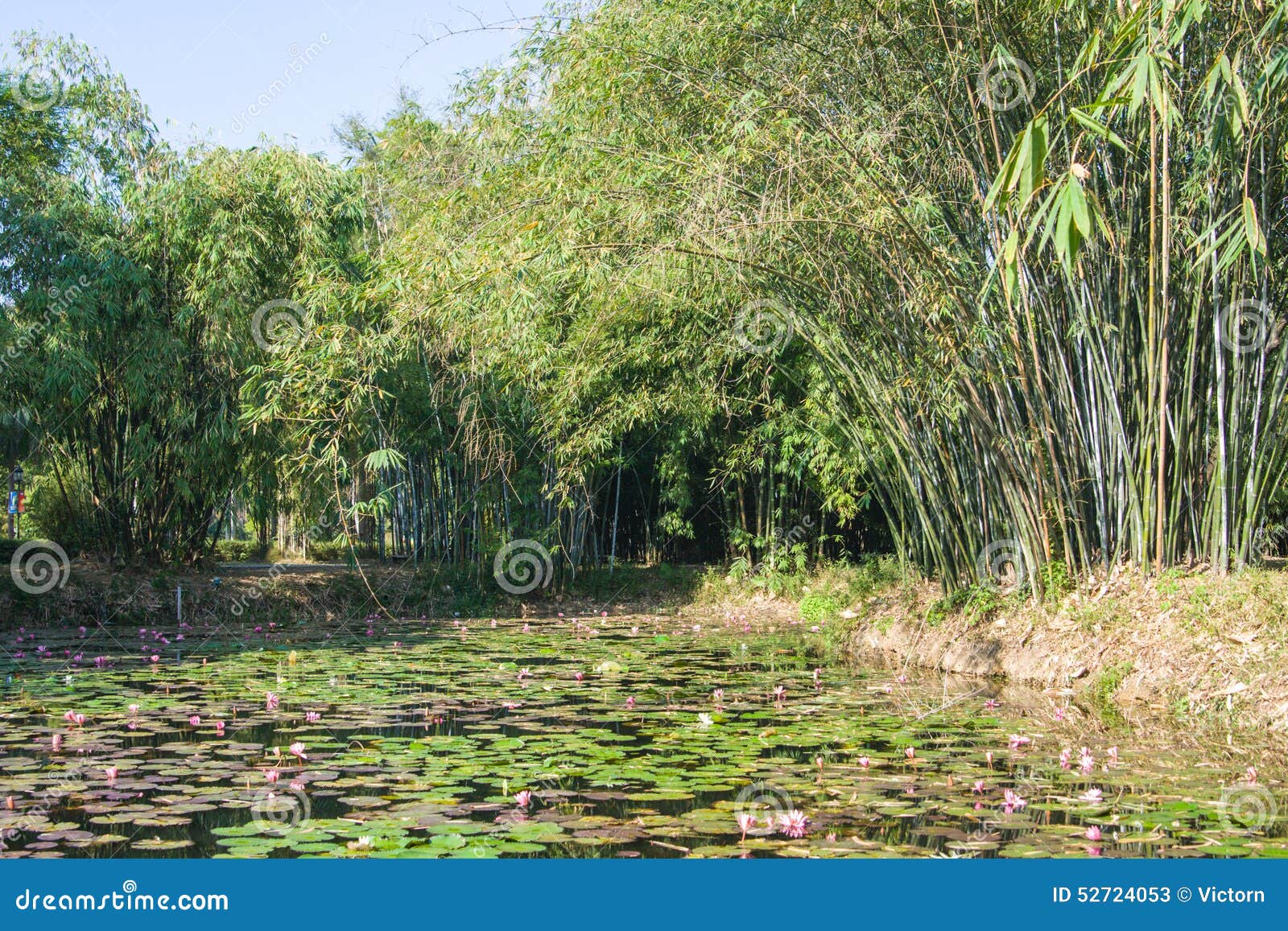 Water Lily and Bamboo Grove Stock Image - Image of pond, floral: 52724053