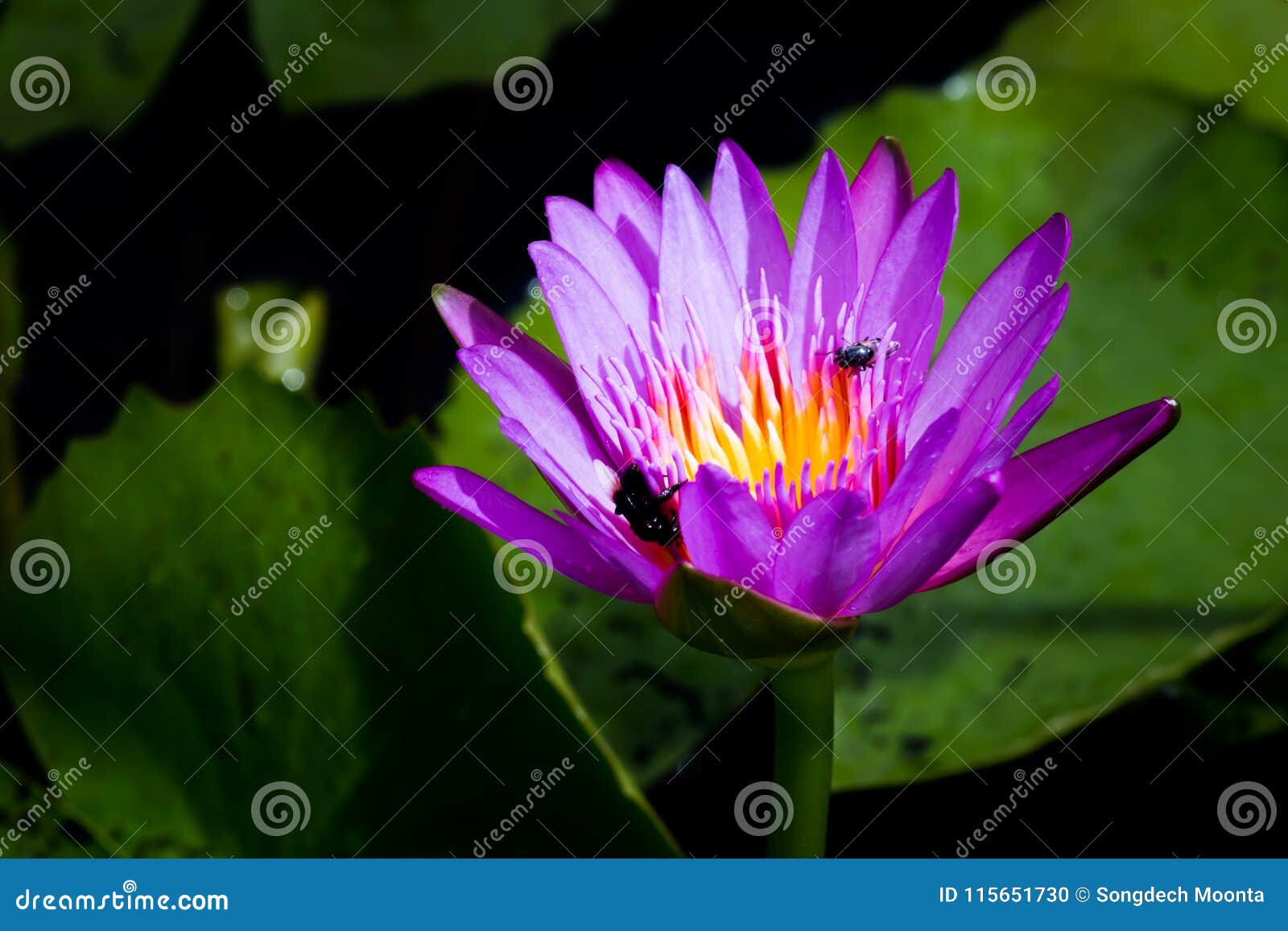 Water Lily Blooming and Insect Stock Photo - Image of bloom, nature ...