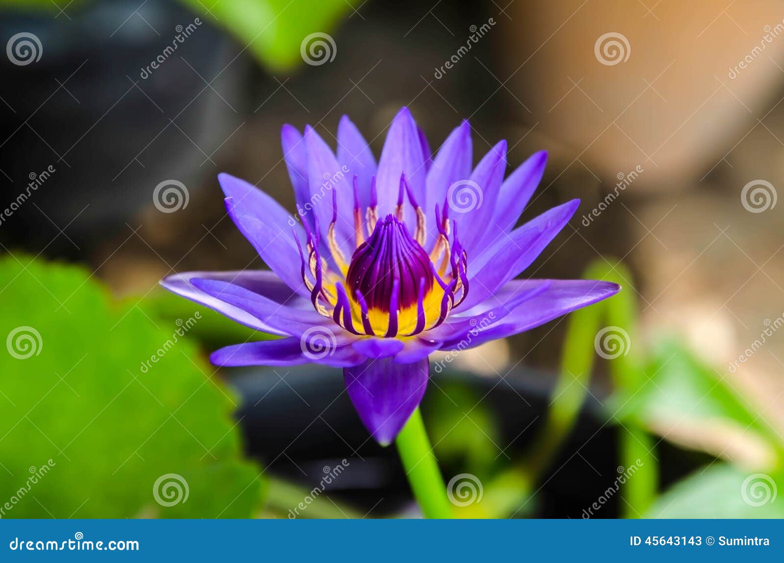 Lily Blue Flower, Isolated With Clipping Path, On A White Background ...