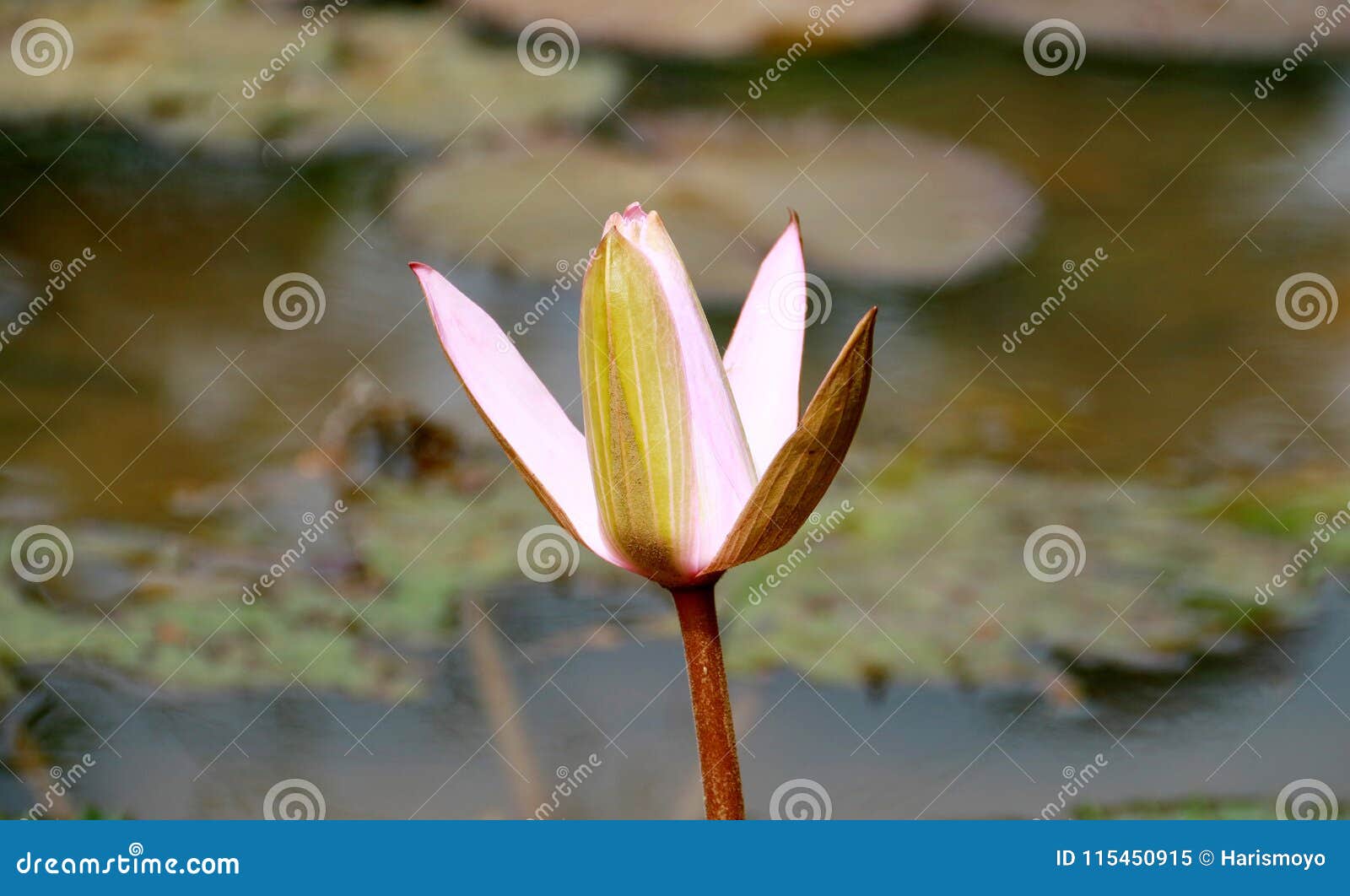 Water lily bud stock image. Image of green, closeup - 115450915