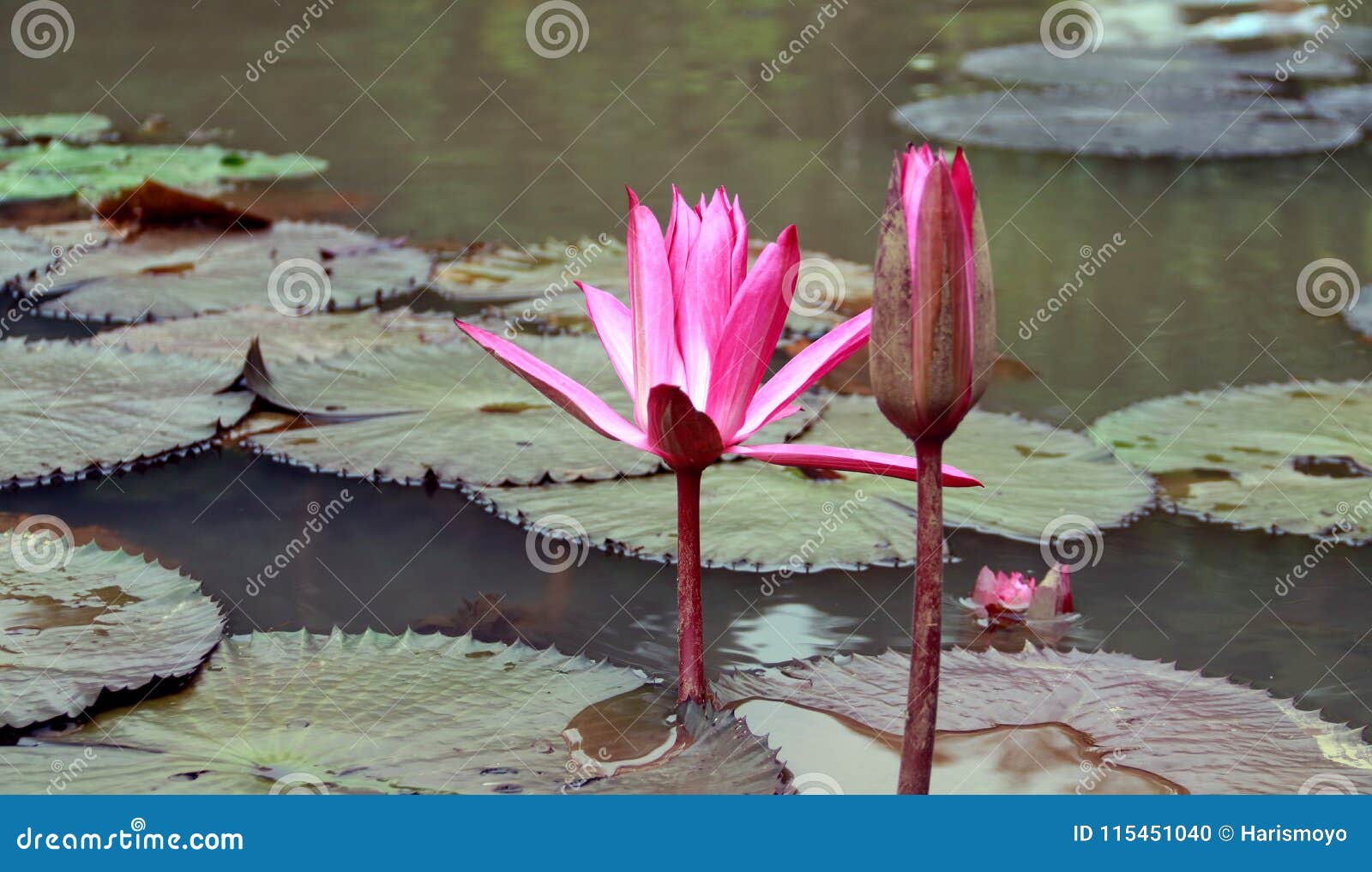 Water lily bud stock photo. Image of beautiful, lily - 115451040