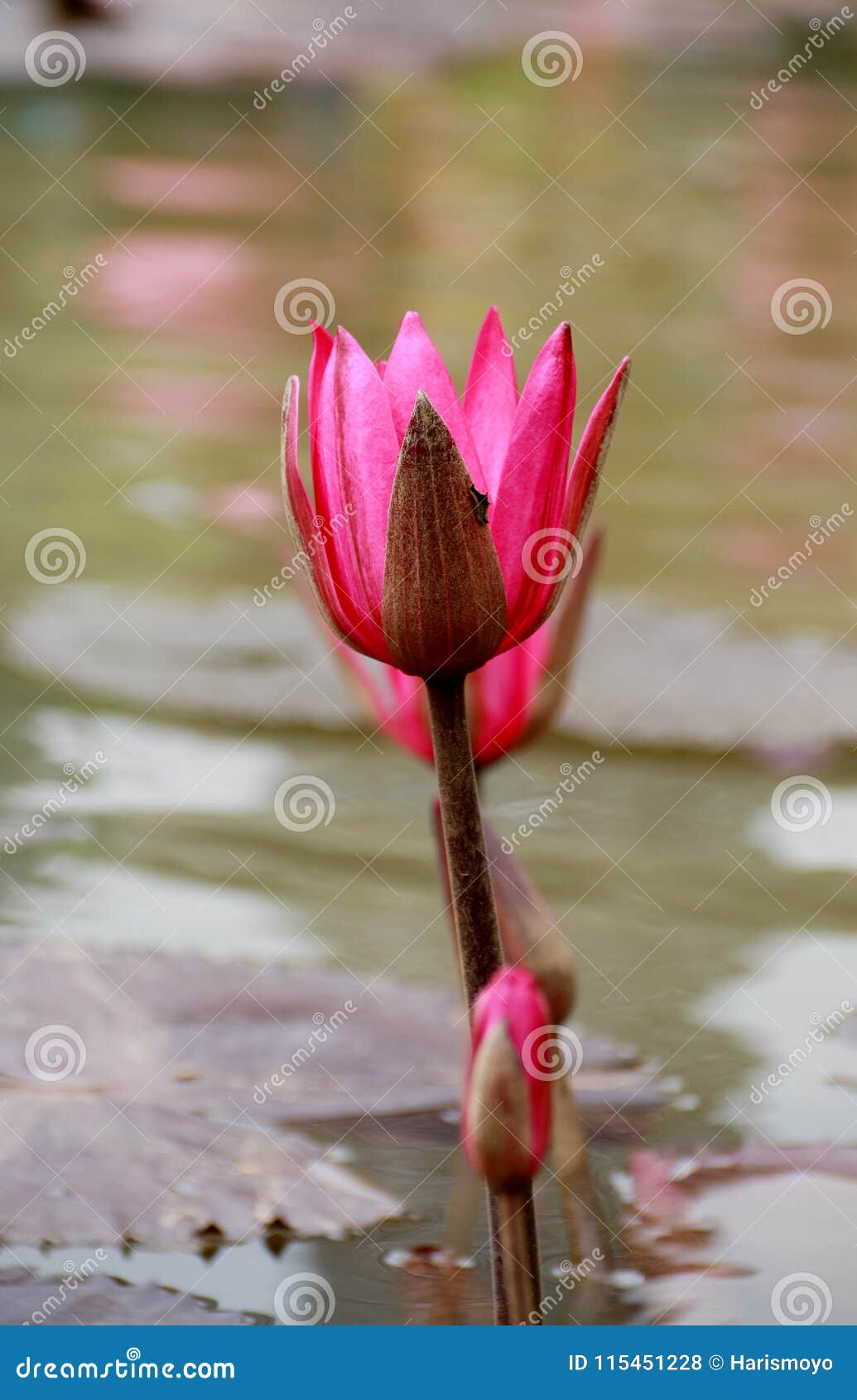 Water lily bud stock photo. Image of green, nymphaea - 115451228
