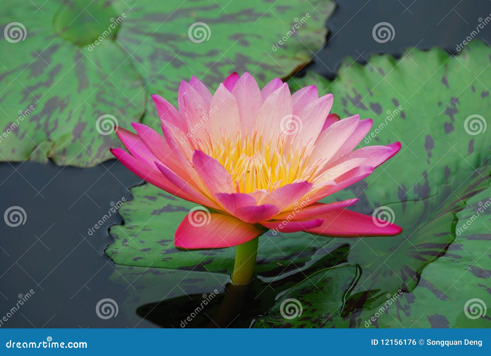 Water Lily Closeup Shot stock photo. Image of black, garden - 12156176