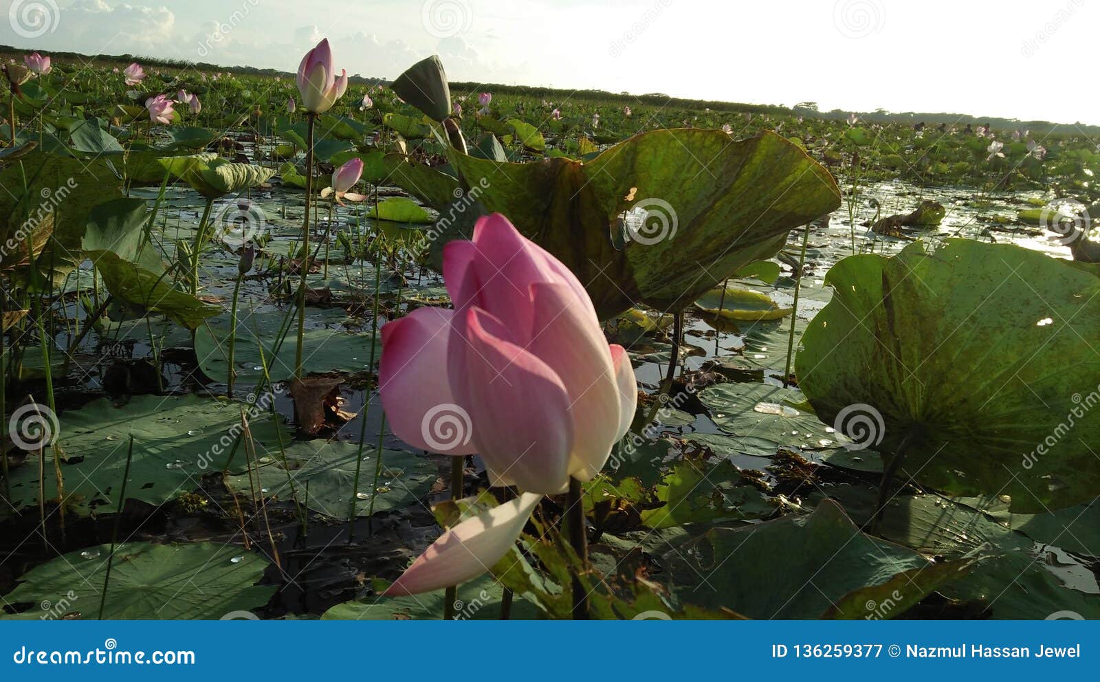 Water-Lily Crowder stock image. Image of lily, waterlily - 136259377