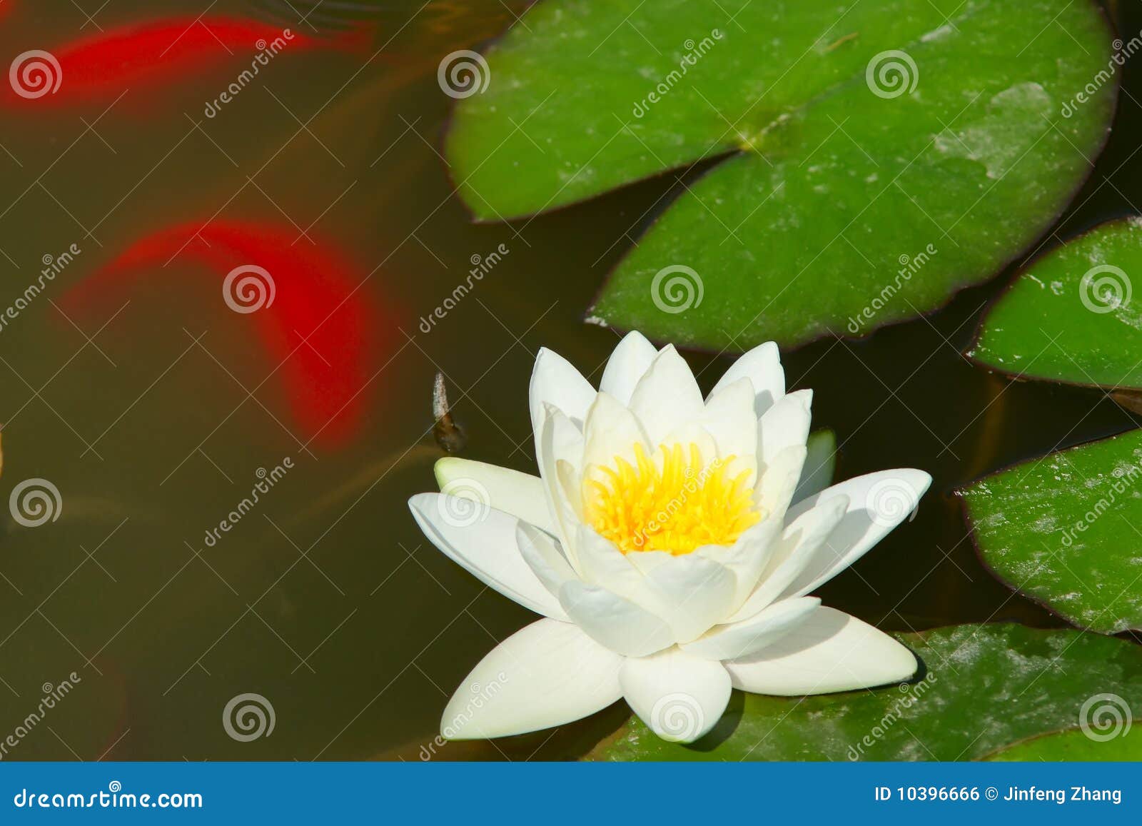 Water lily and fish stock photo. Image of flower, yellow - 10396666
