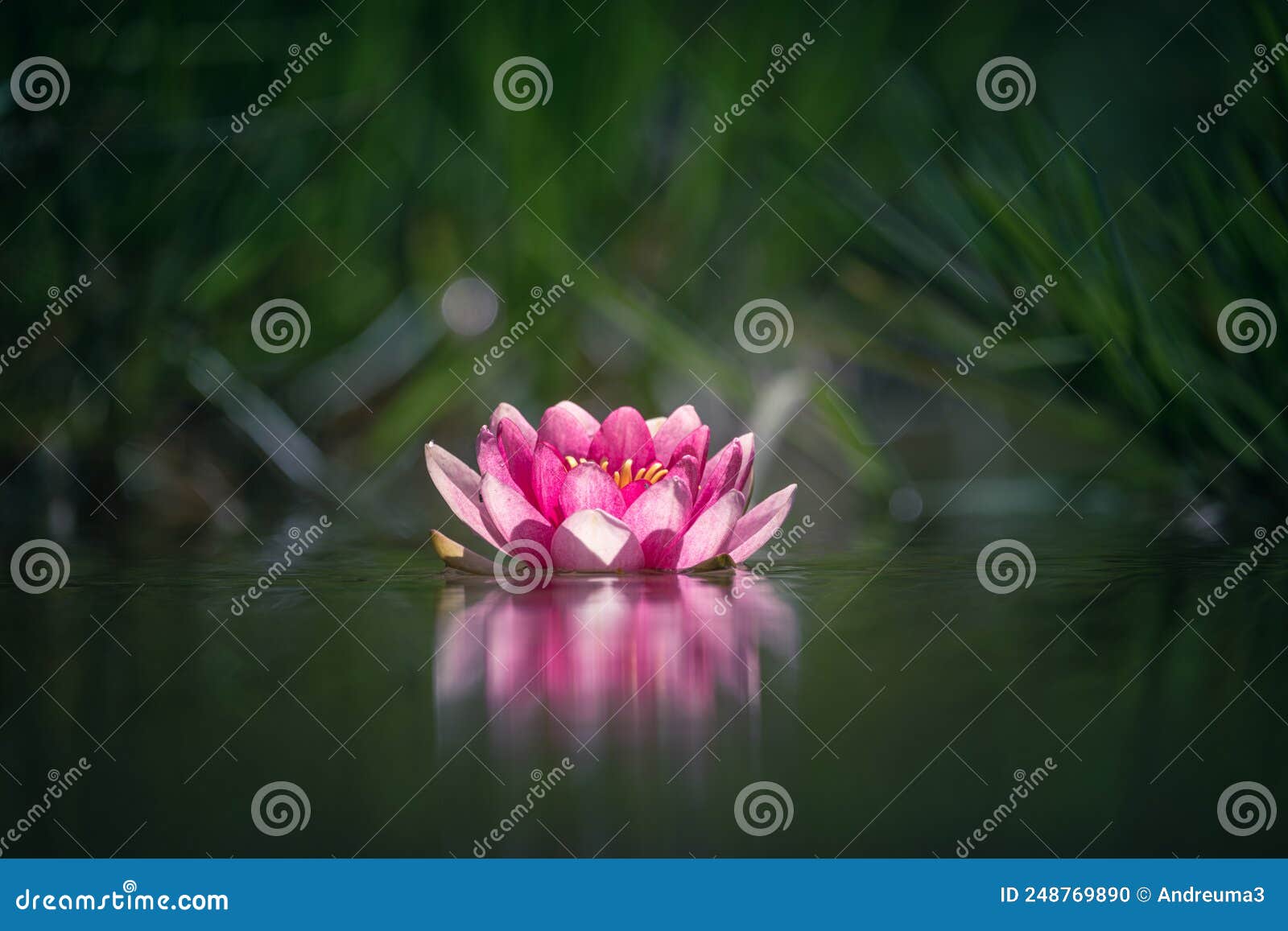 Water Lily Floating on the Water Stock Photo - Image of lake, nature ...
