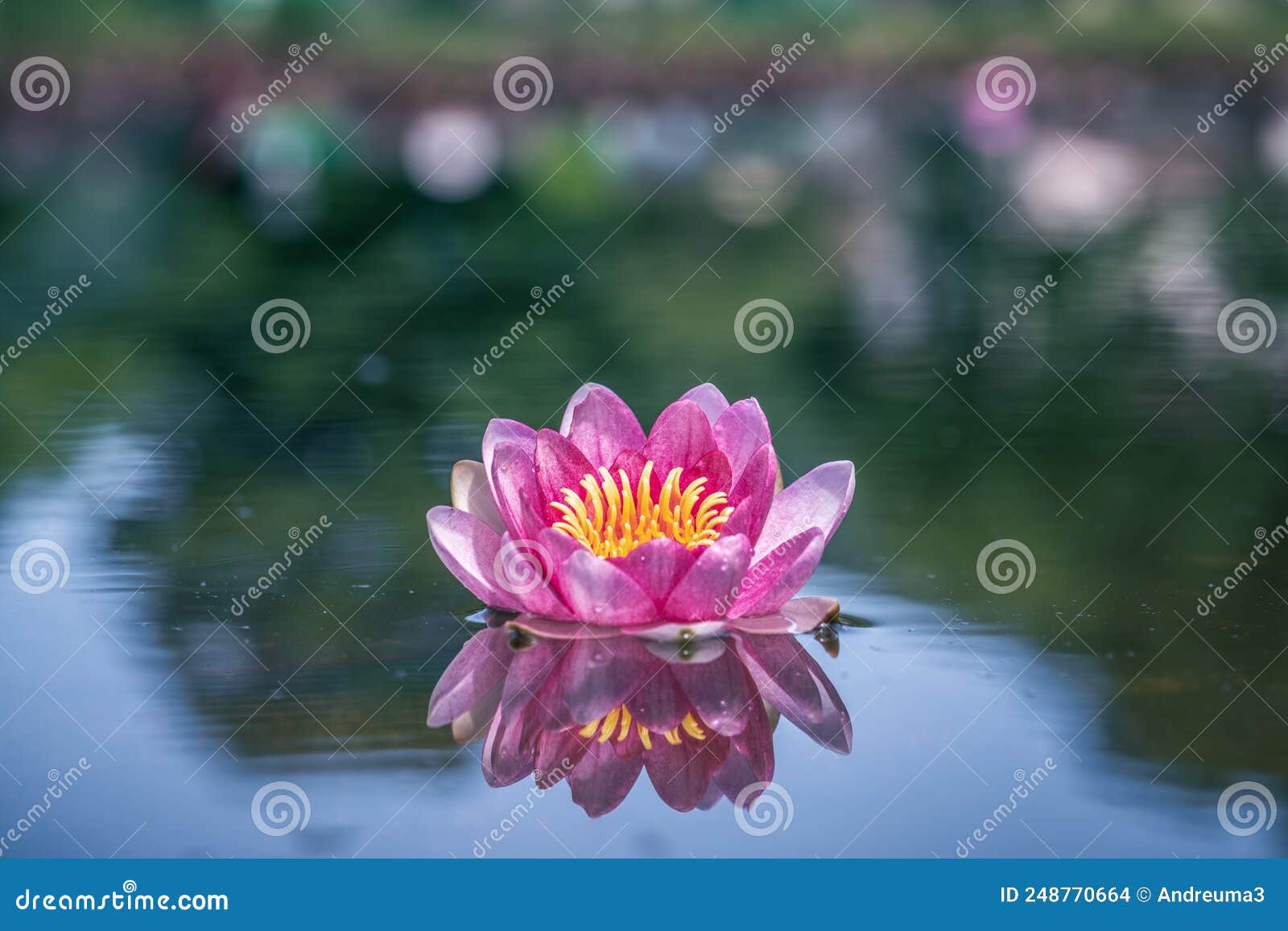 Water Lily Floating on the Water Stock Photo - Image of water, shiny ...