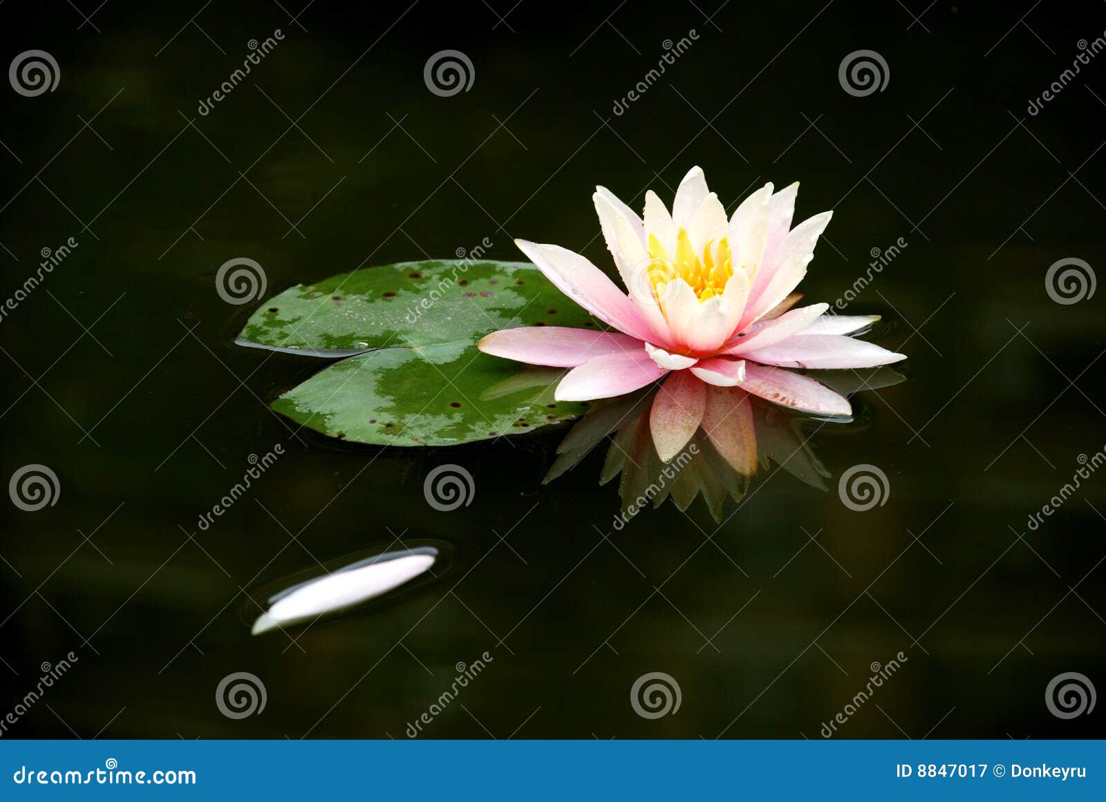 The water lily floating stock image. Image of detail, lily - 8847017