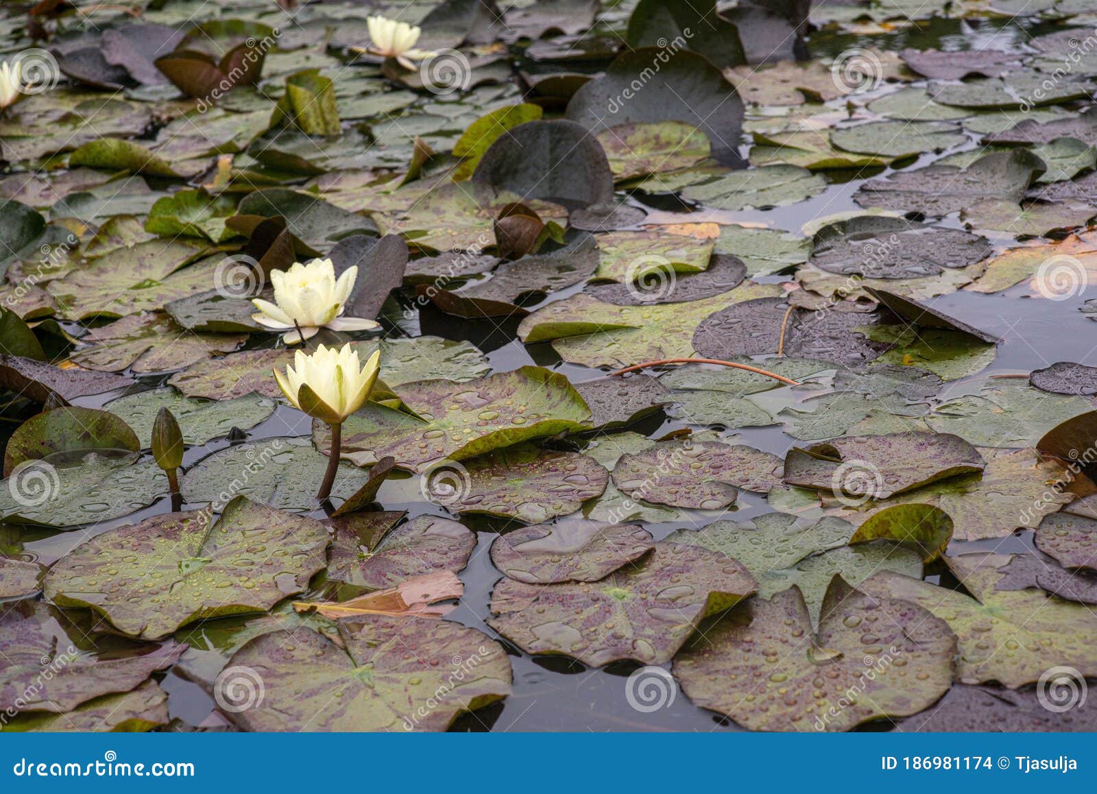 Water Lily Floating on the Water Stock Photo - Image of lilies, aquatic ...