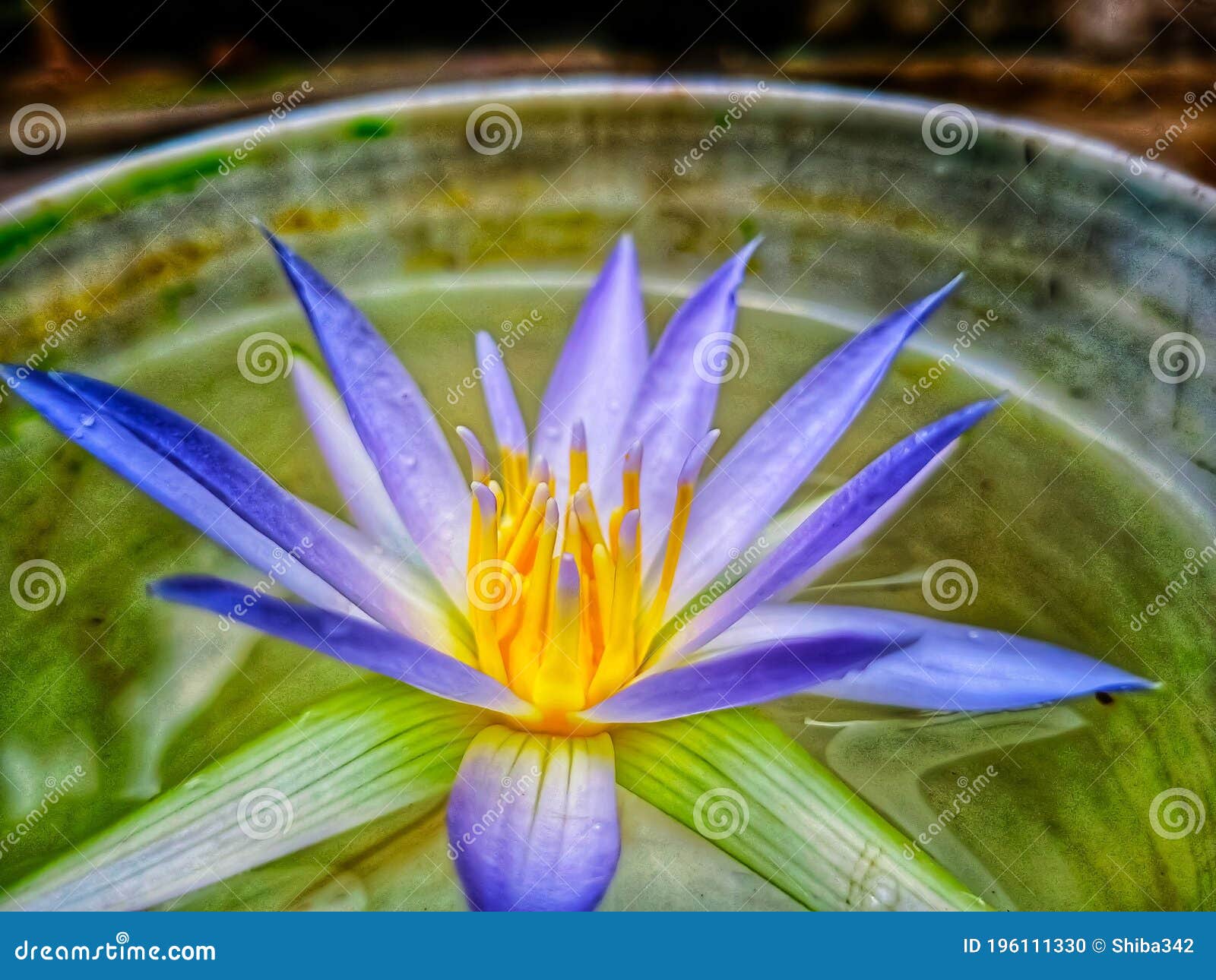 Water Lily Floating in a Pot Stock Photo - Image of water, lily: 196111330