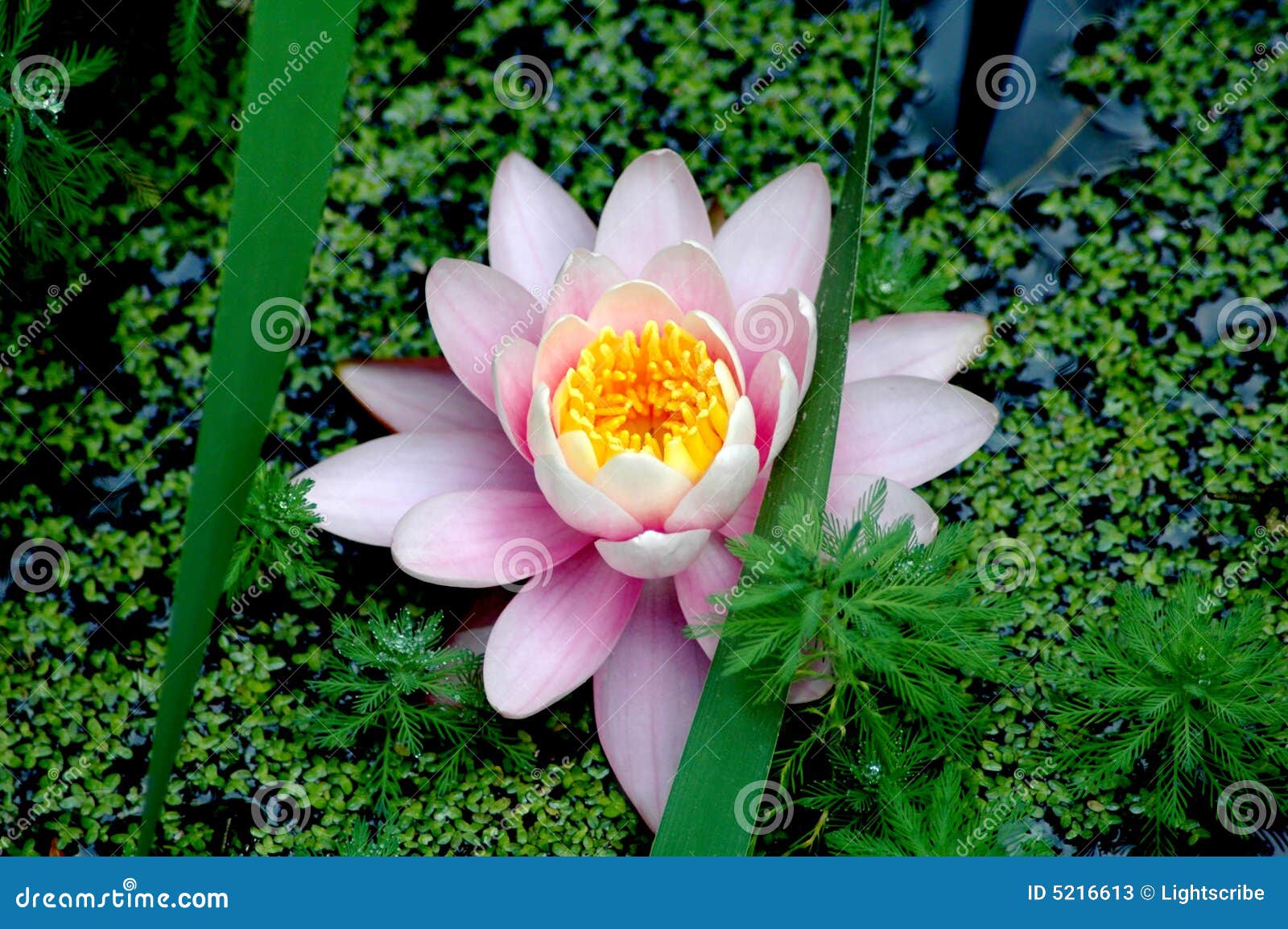Water Lily flower stock image. Image of lillypad, buddhism - 5216613