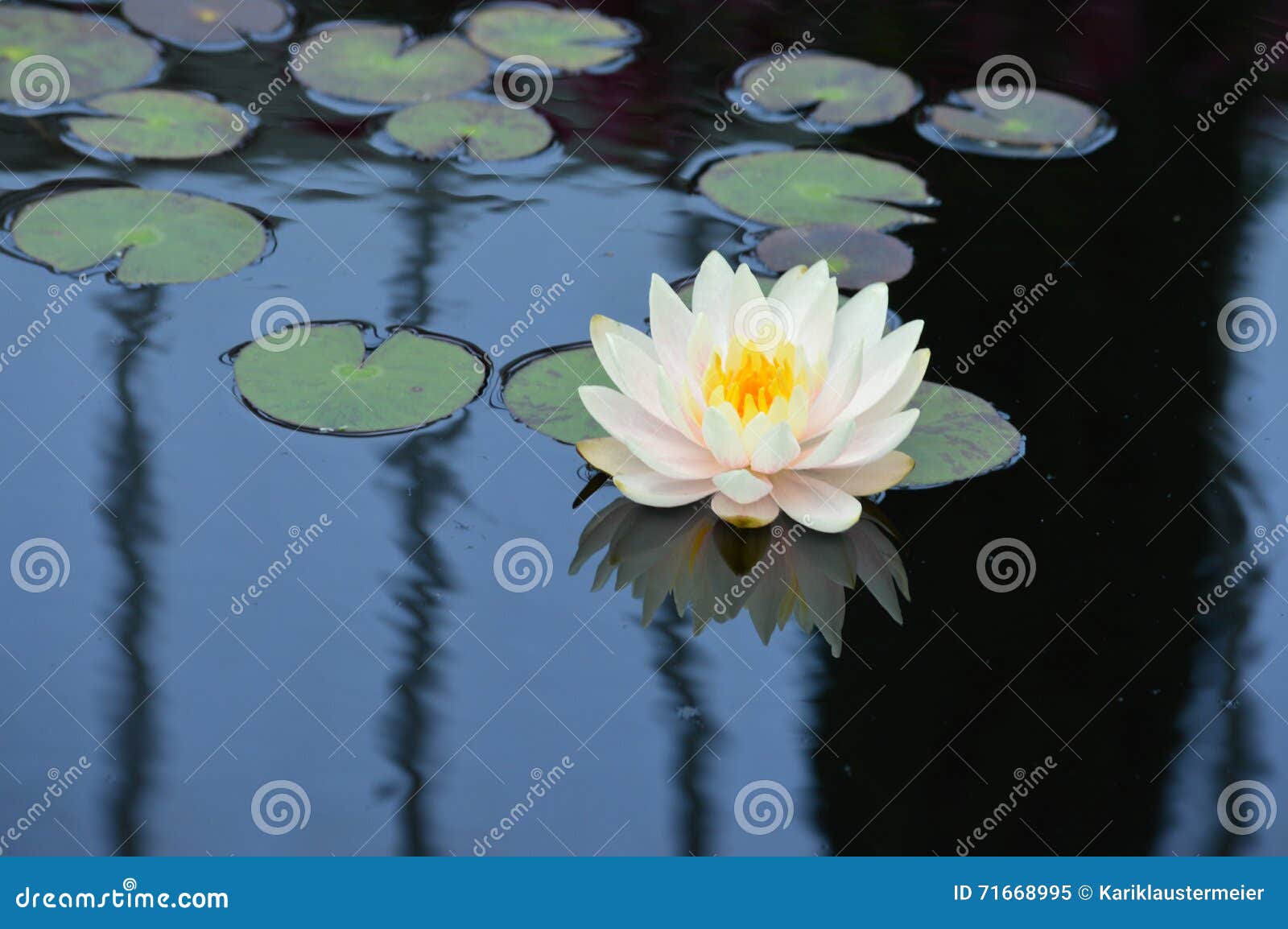 Water Lily stock image. Image of flower, detail, expression - 71668995