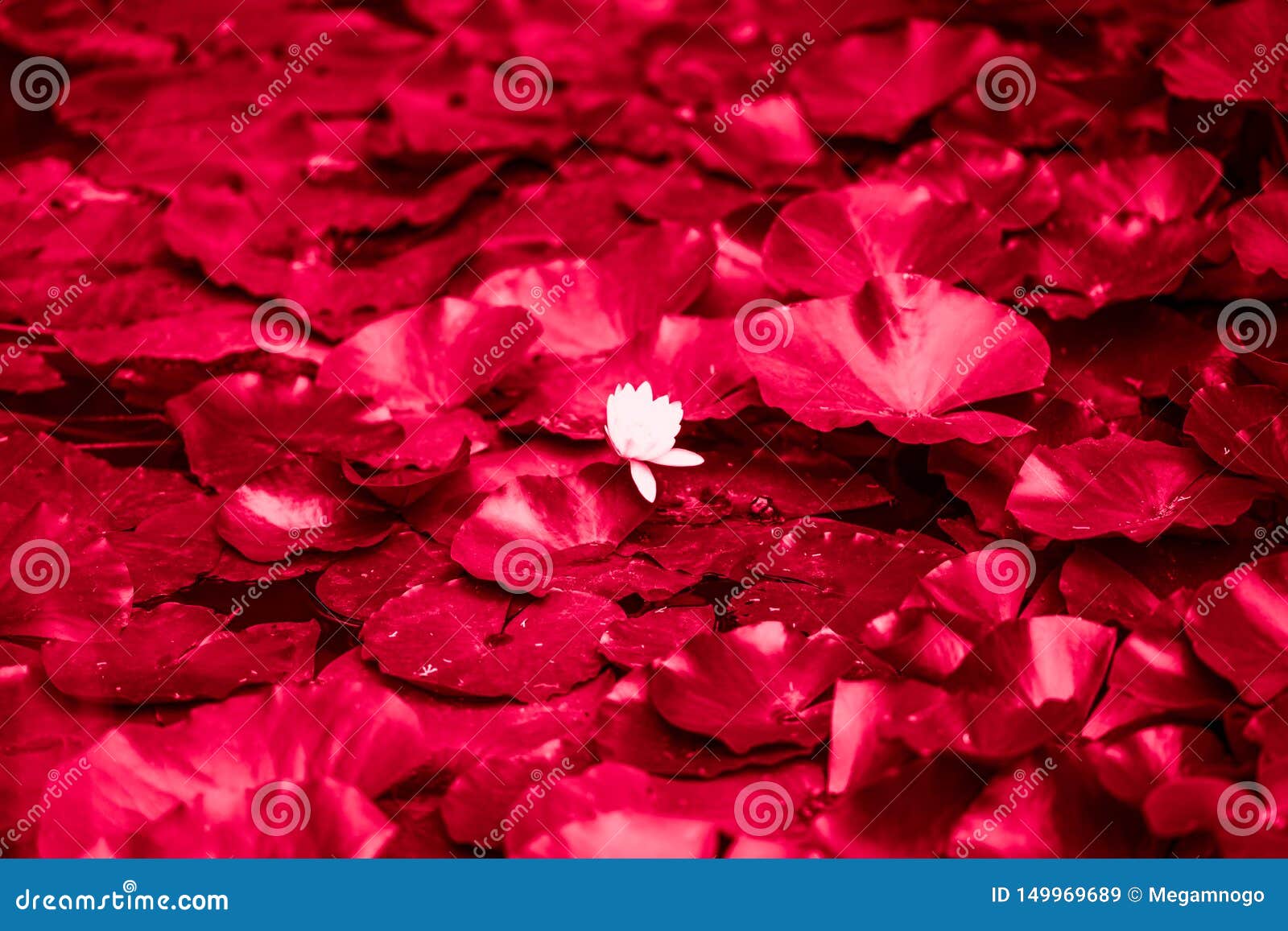 Water Lily Flower and Foliage in Red Colors Abstract Stock Image ...
