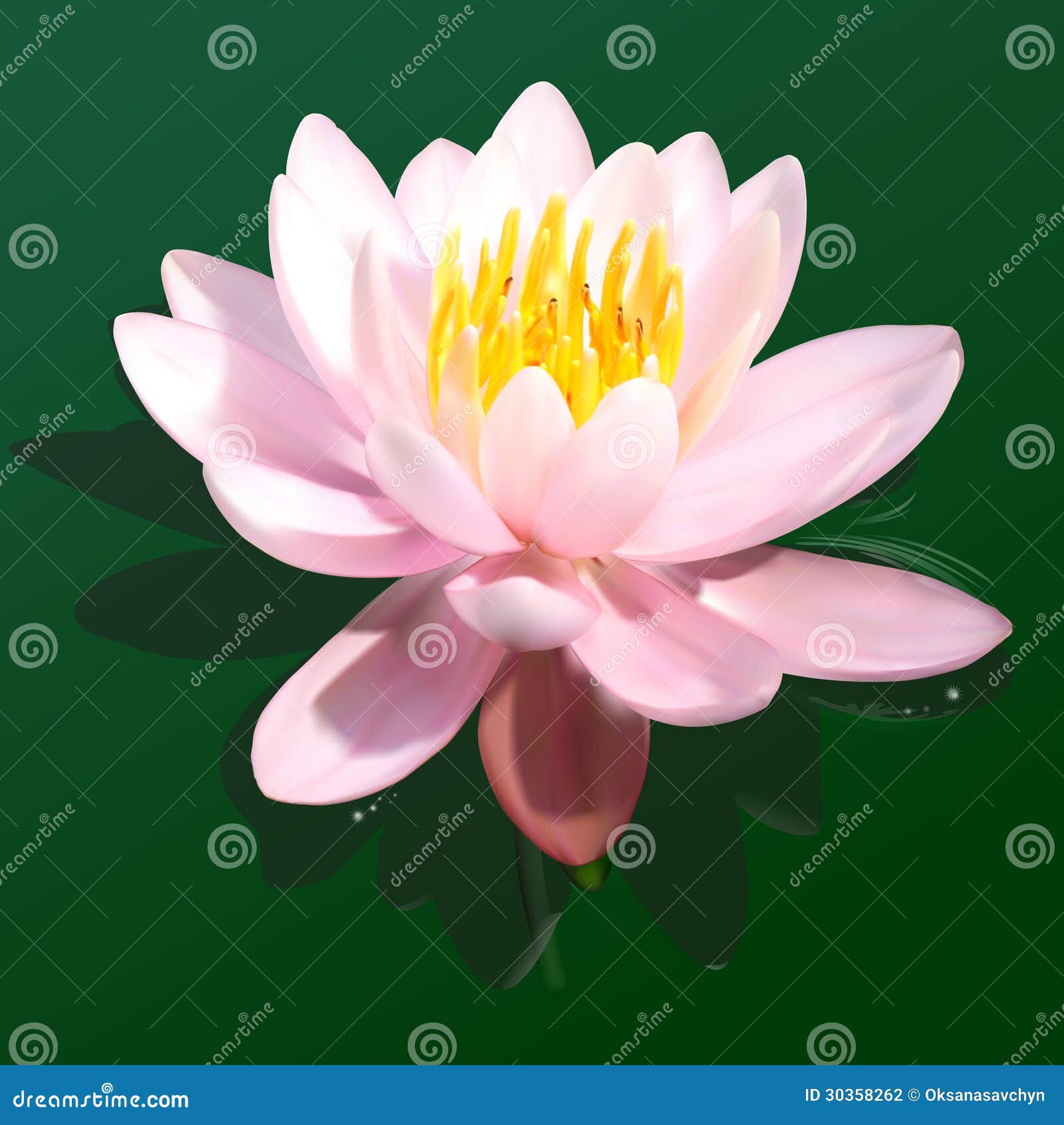 Shining Lily Stock Illustrations – 169 Shining Lily Stock Illustrations ...