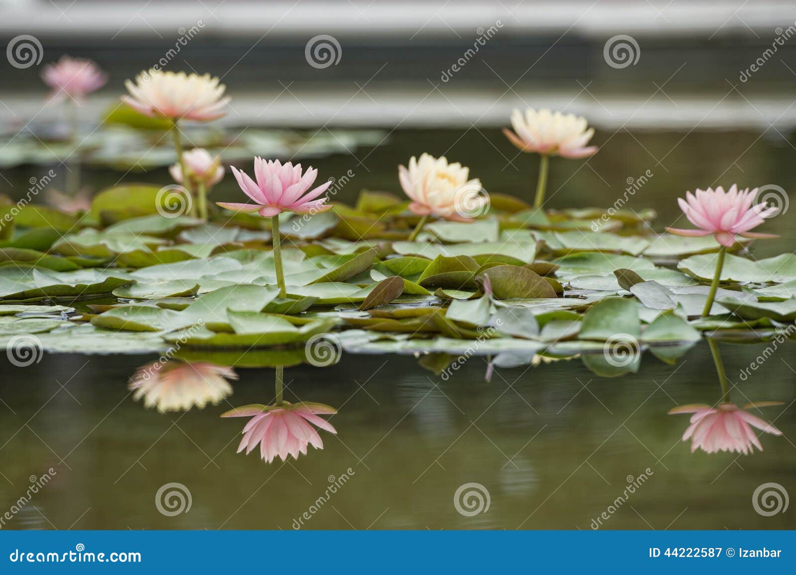 Water Lily Flower Reflection on Water Stock Image - Image of garden ...
