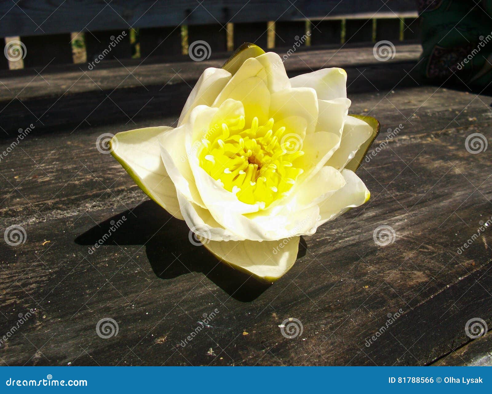 Water Lily flower table stock photo. Image of nature - 81788566