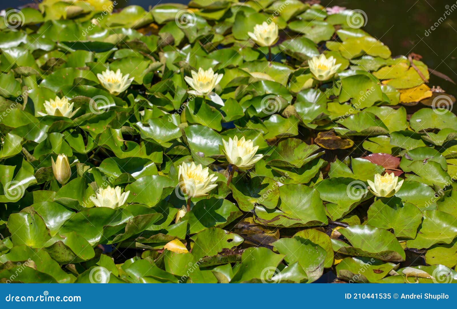 Water Lily Flowers on a Pond Stock Image - Image of spring, nature ...