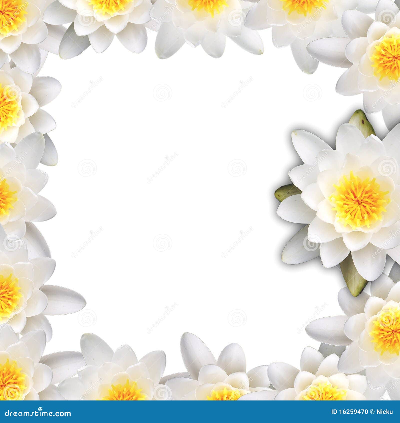 Water lily frame stock photo. Image of plant, beauty - 16259470