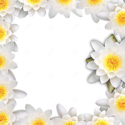 Water lily frame stock photo. Image of plant, beauty - 16259470