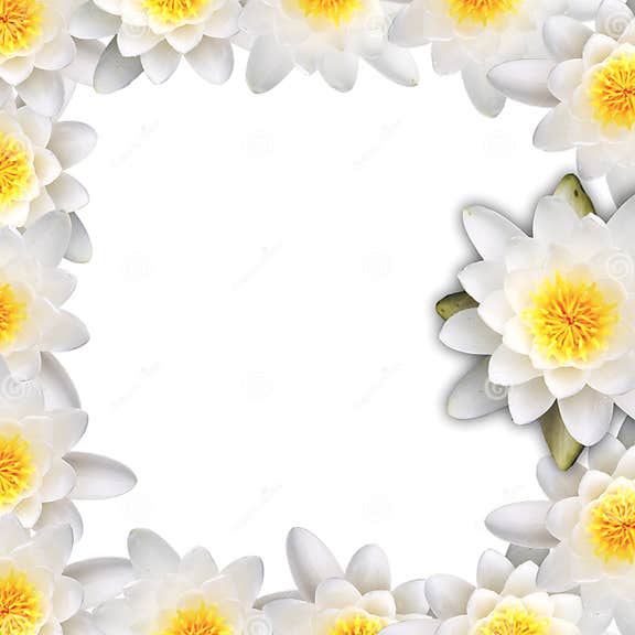 Water lily frame stock photo. Image of plant, beauty - 16259470