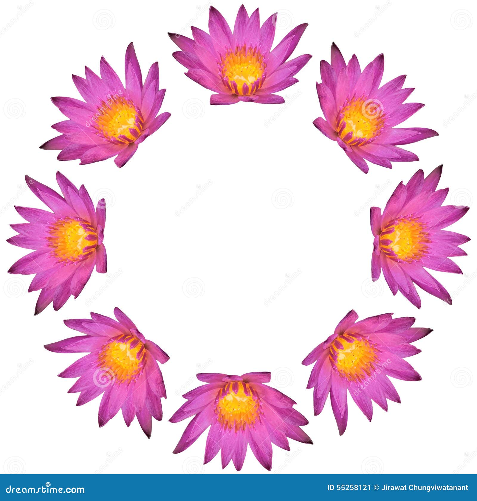 Water Lily Frame stock image. Image of petal, elegant - 55258121