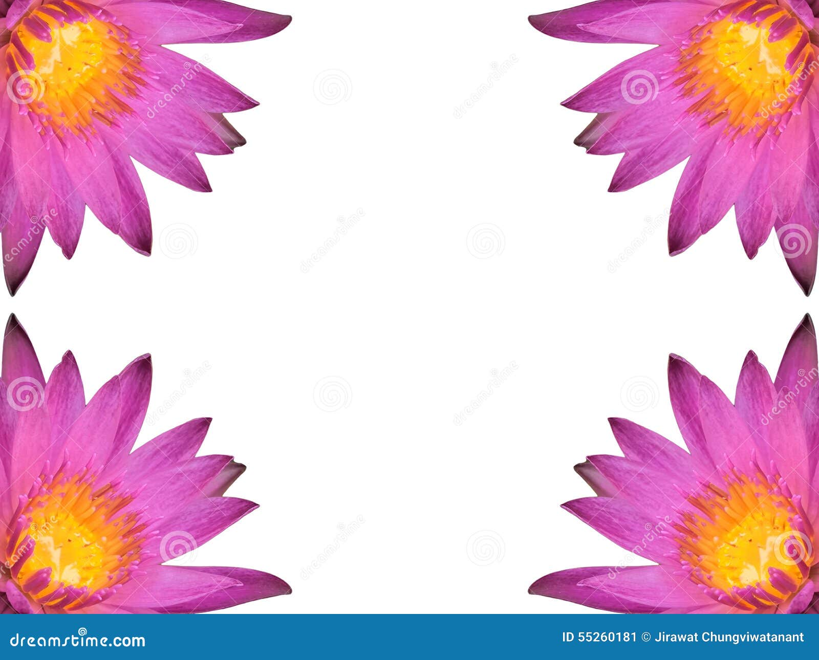 Water Lily Frame stock image. Image of elegant, holiday - 55260181