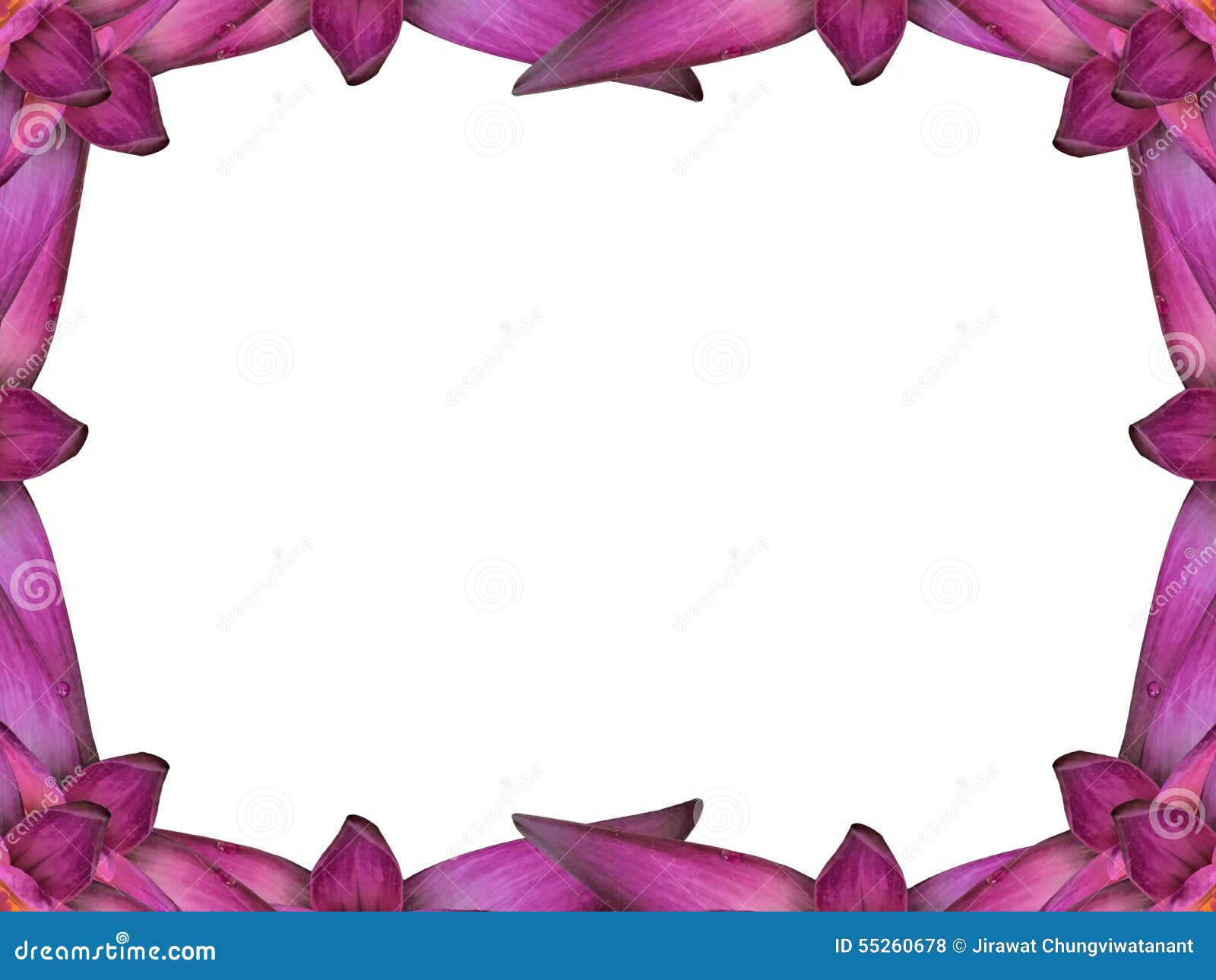 Water Lily Frame stock photo. Image of nature, nymphaeaceae - 55260678