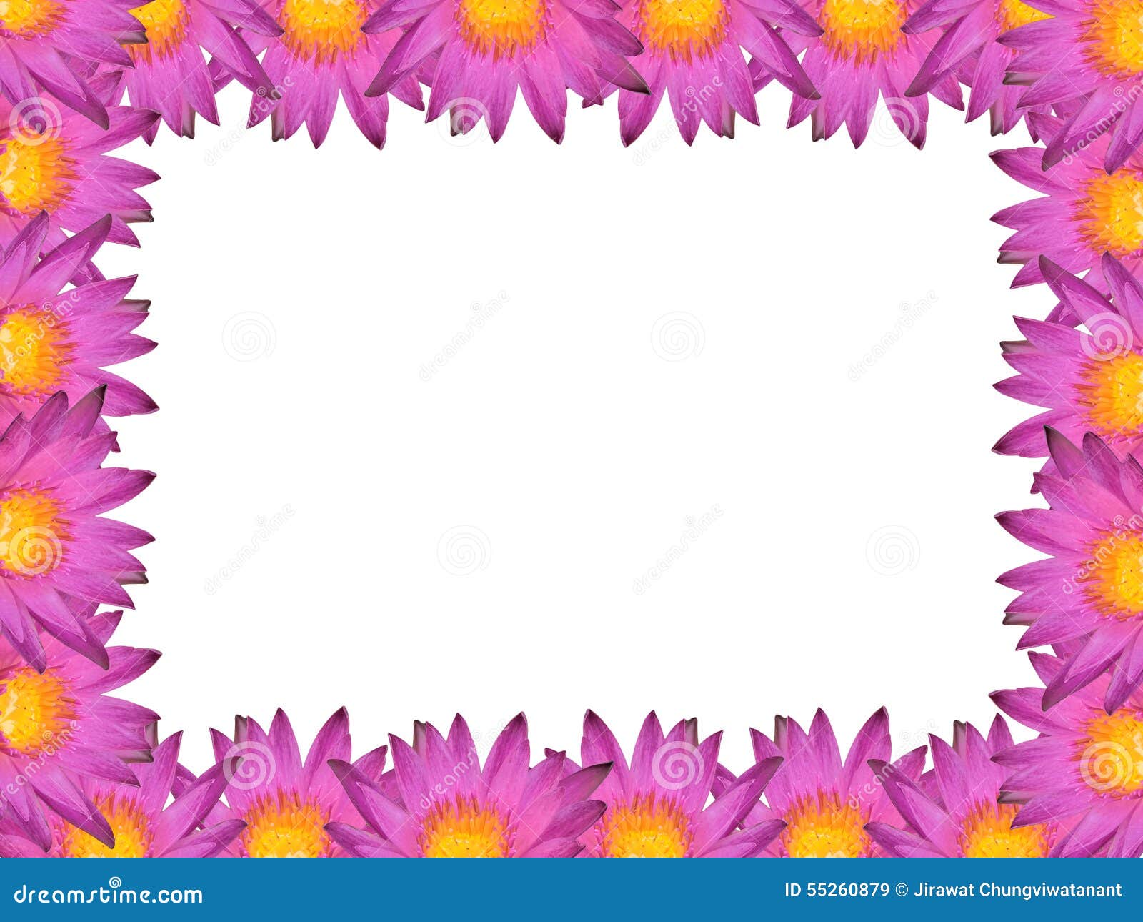 Water Lily Frame stock image. Image of frame, lotus, background - 55260879