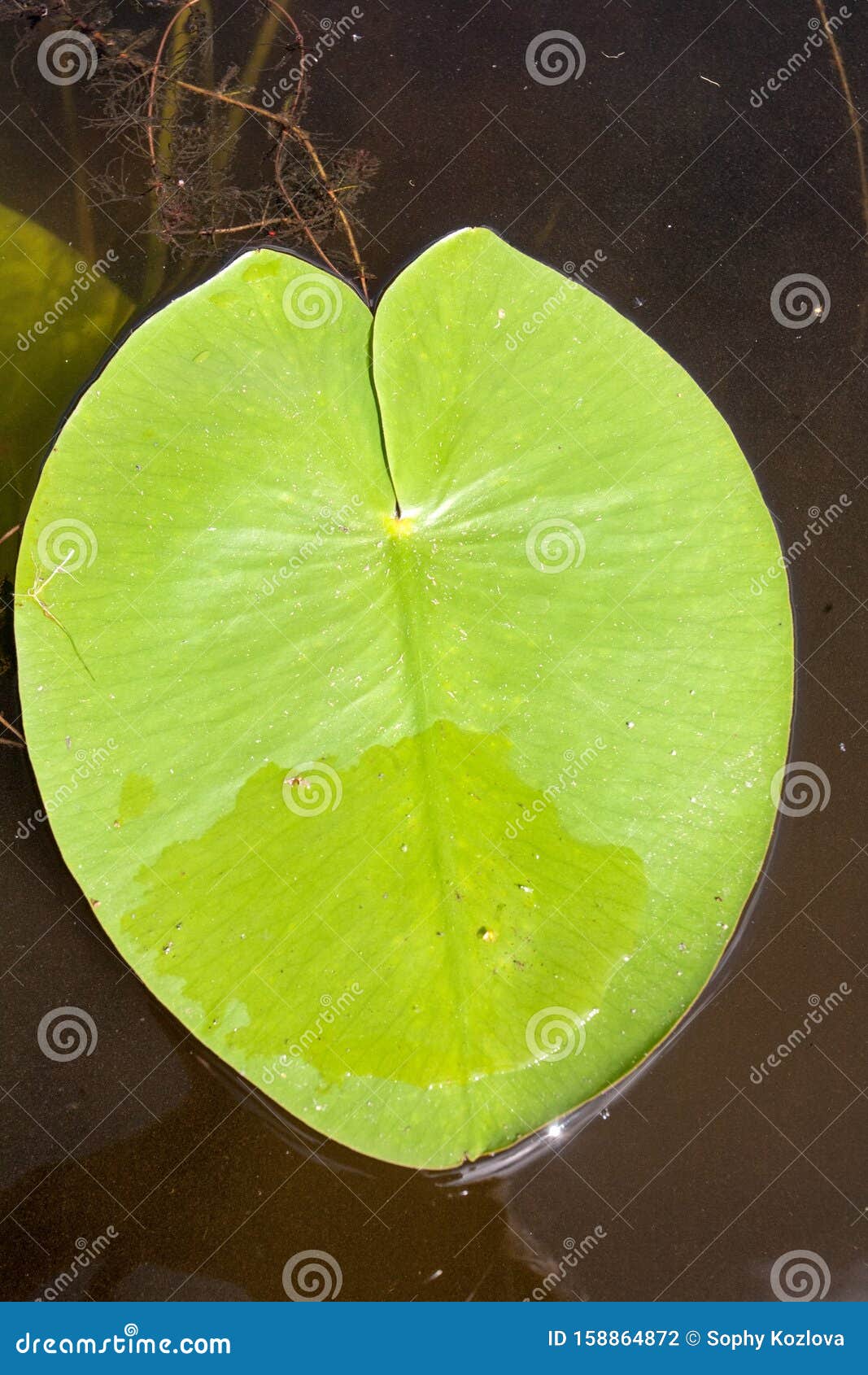 Water Lily Leaf Texture