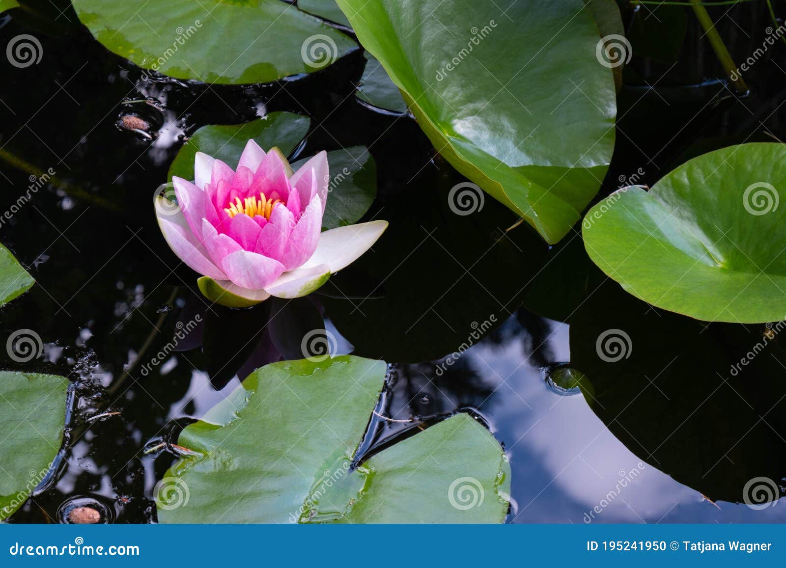 Water Lily Grows in a Small Pond Stock Photo - Image of smell, yoga ...
