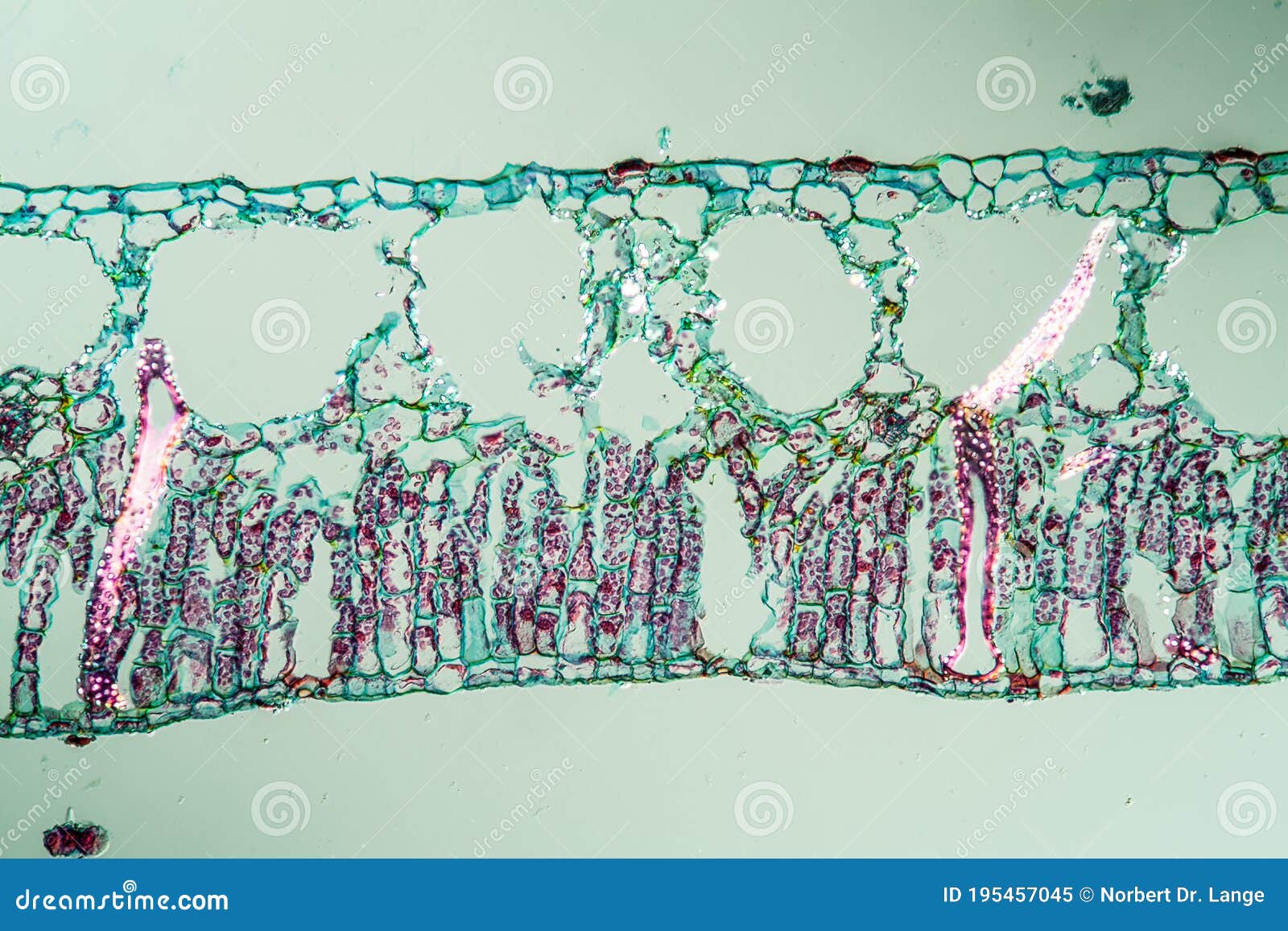 Water Lily with Leaf in Cross Section Stock Image - Image of biology ...