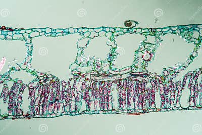 Water Lily with Leaf in Cross Section Stock Image - Image of thin ...