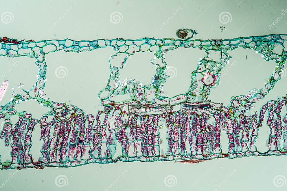 Water Lily with Leaf in Cross Section Stock Image - Image of thin ...