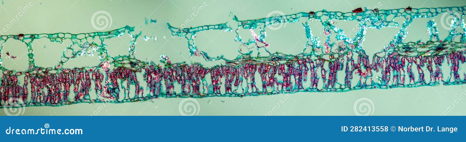 Water Lily with Leaf Panoramic View Stock Photo - Image of science ...