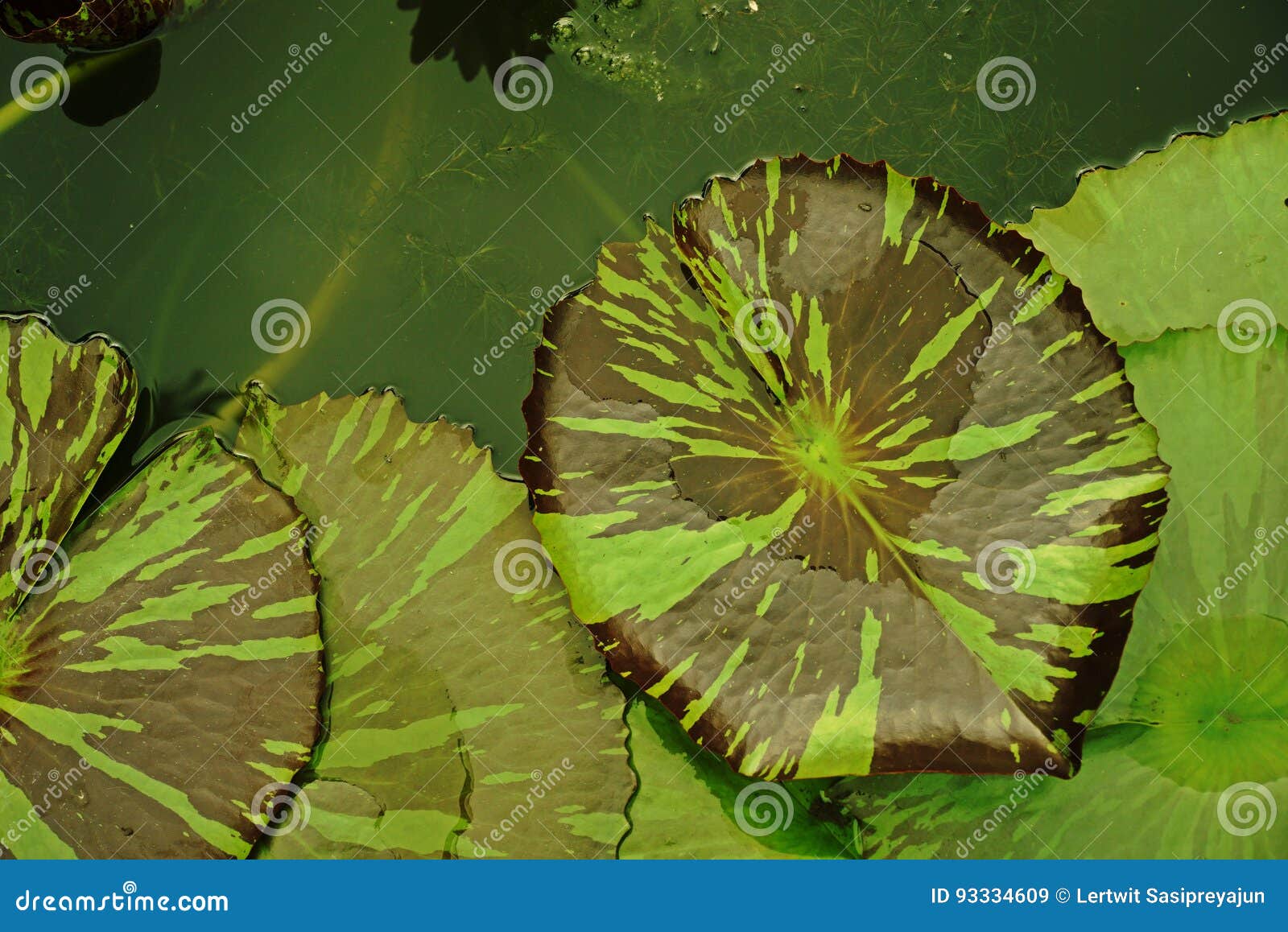 Water lily leaves stock illustration. Illustration of botany - 93334609