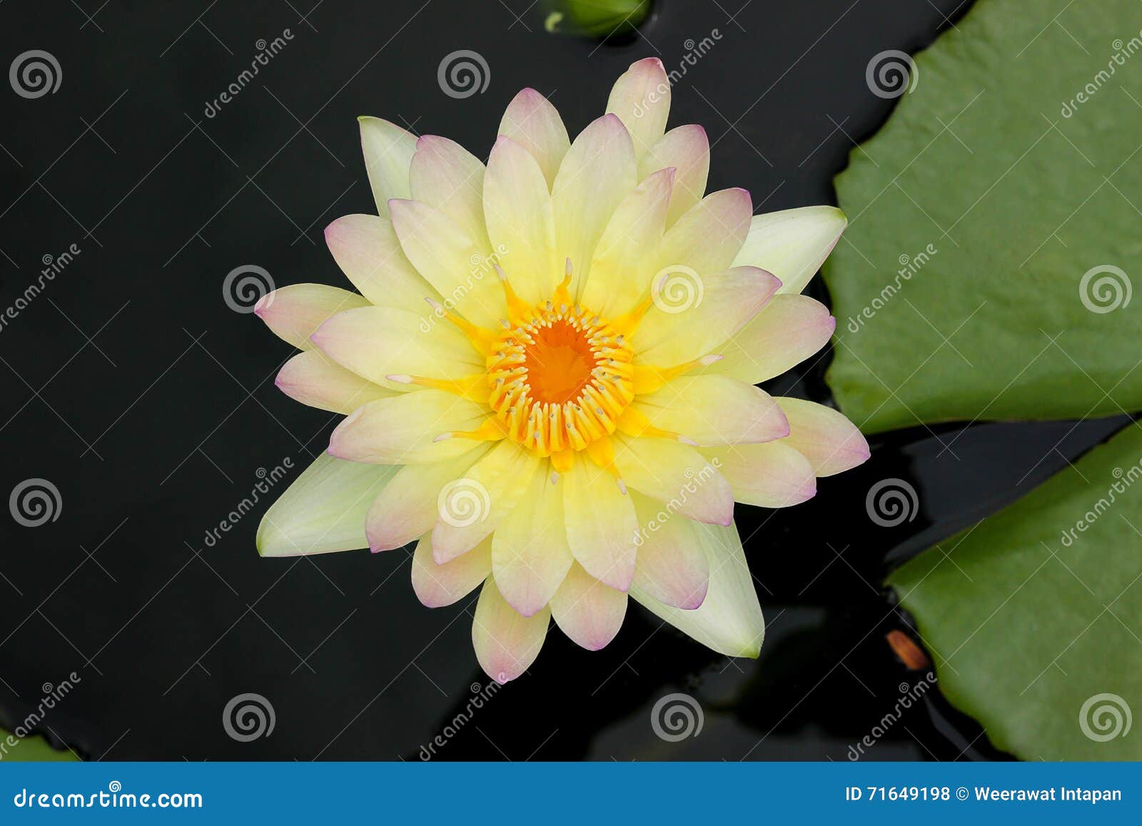 Water Lily , Lotus on Top View Stock Photo - Image of flower, purple ...