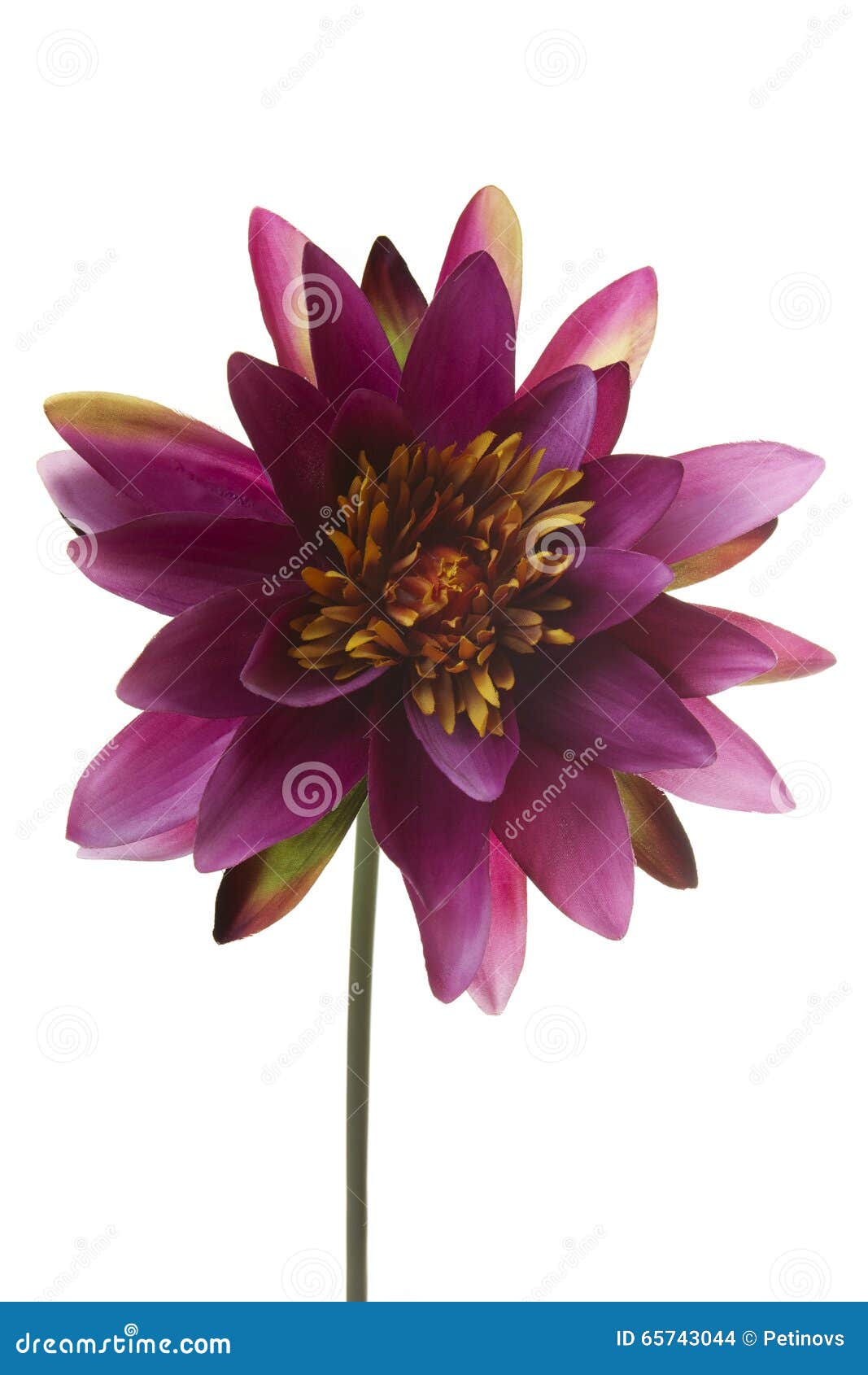 Water Lily Maroon Artificial Flower Isolated on White Stock Photo ...