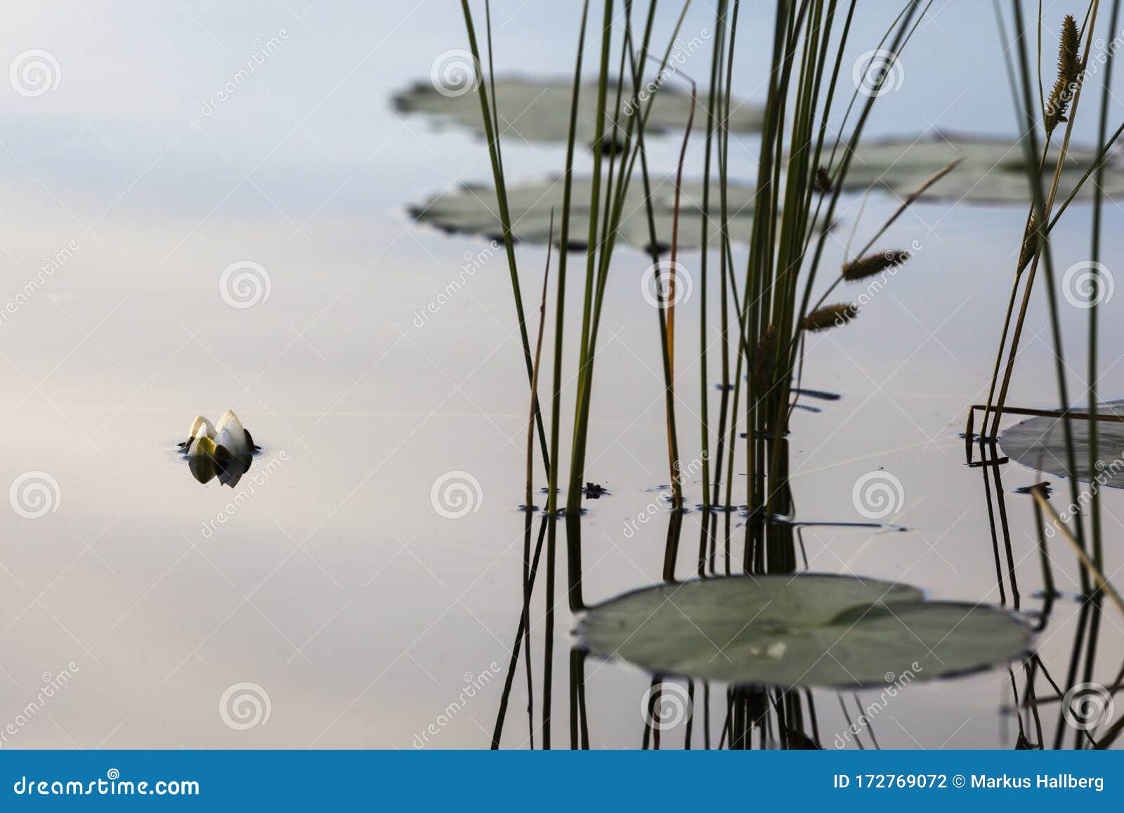 Water Lily Floating in a Calm Forrest Lake Stock Photo - Image of lake ...