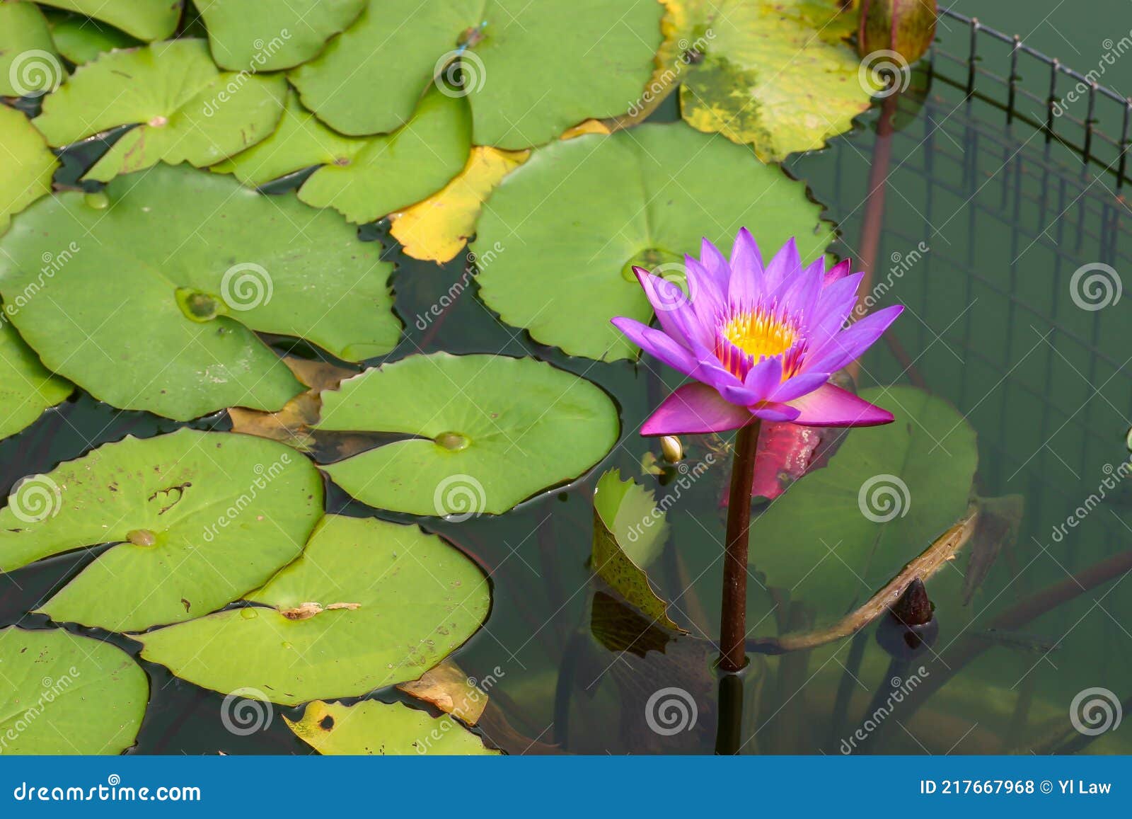 A Water Lily or Nymphaea Attraction Close Up Stock Photo - Image of ...