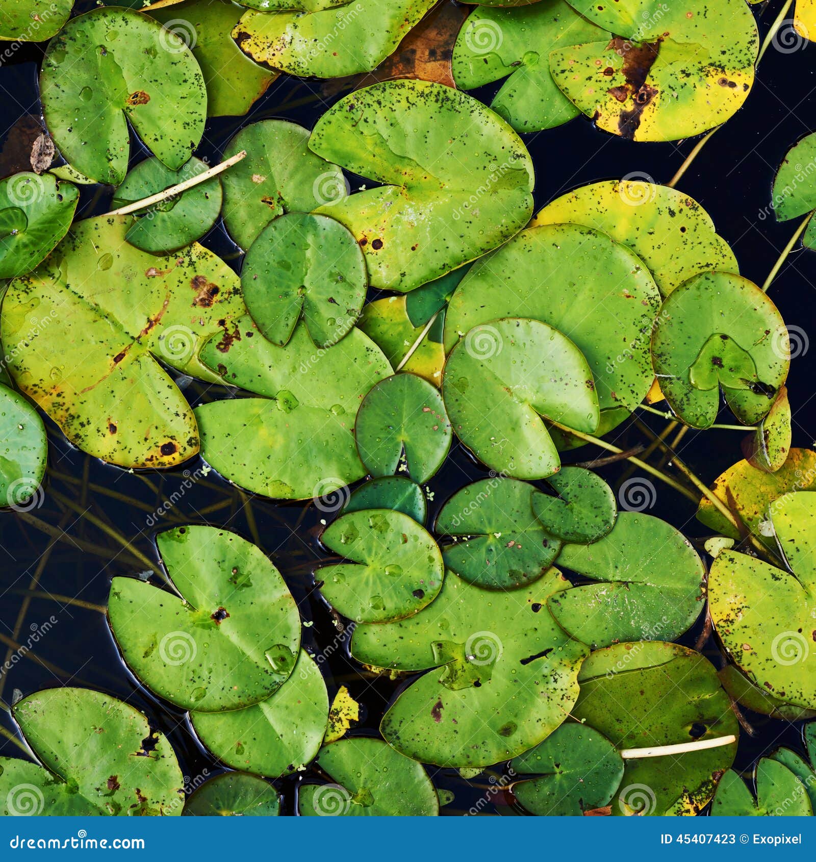 Water lily nymphaea leaves stock image. Image of environment - 45407423